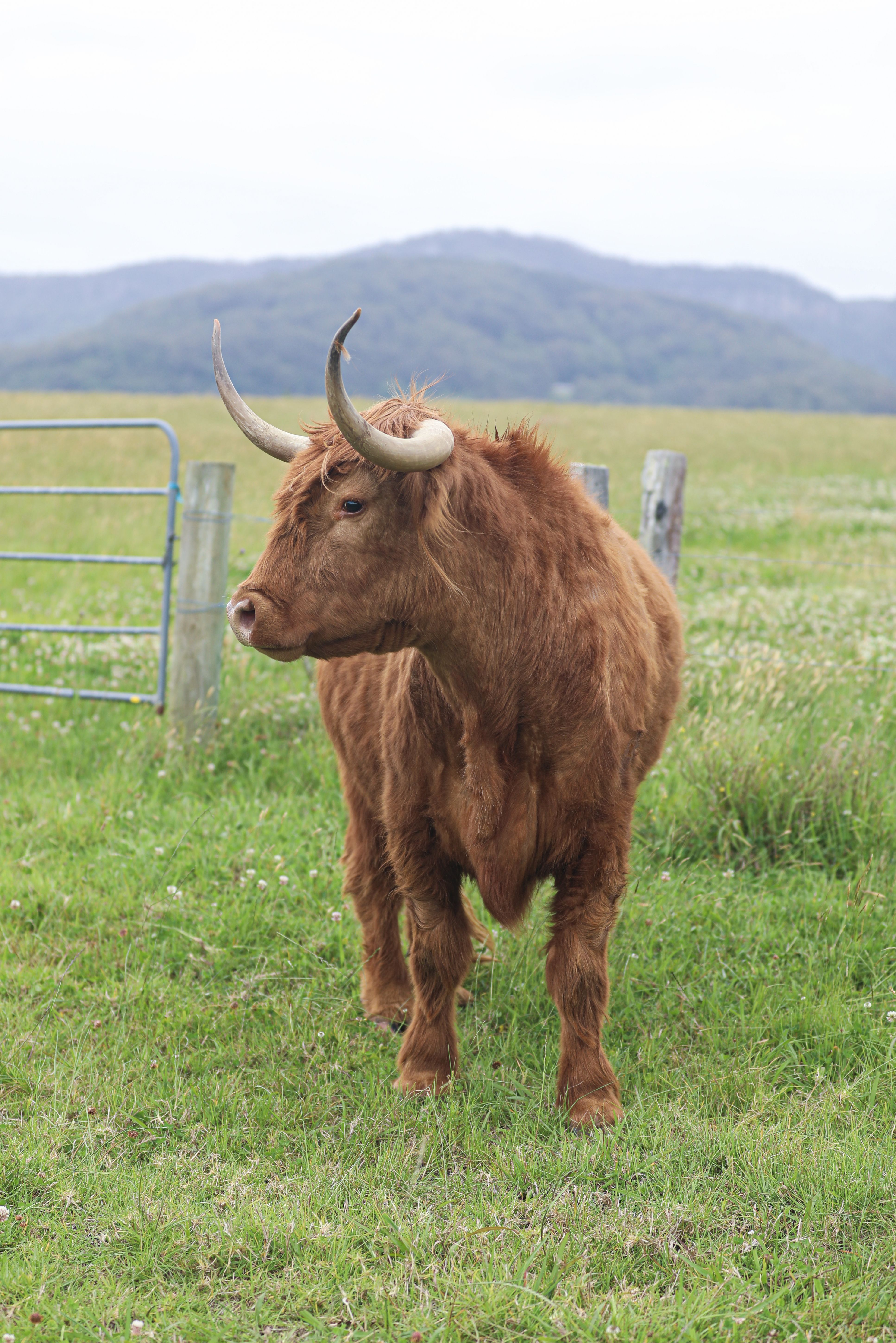 Australian Cow Photos, Download The BEST Free Australian Cow Stock ...