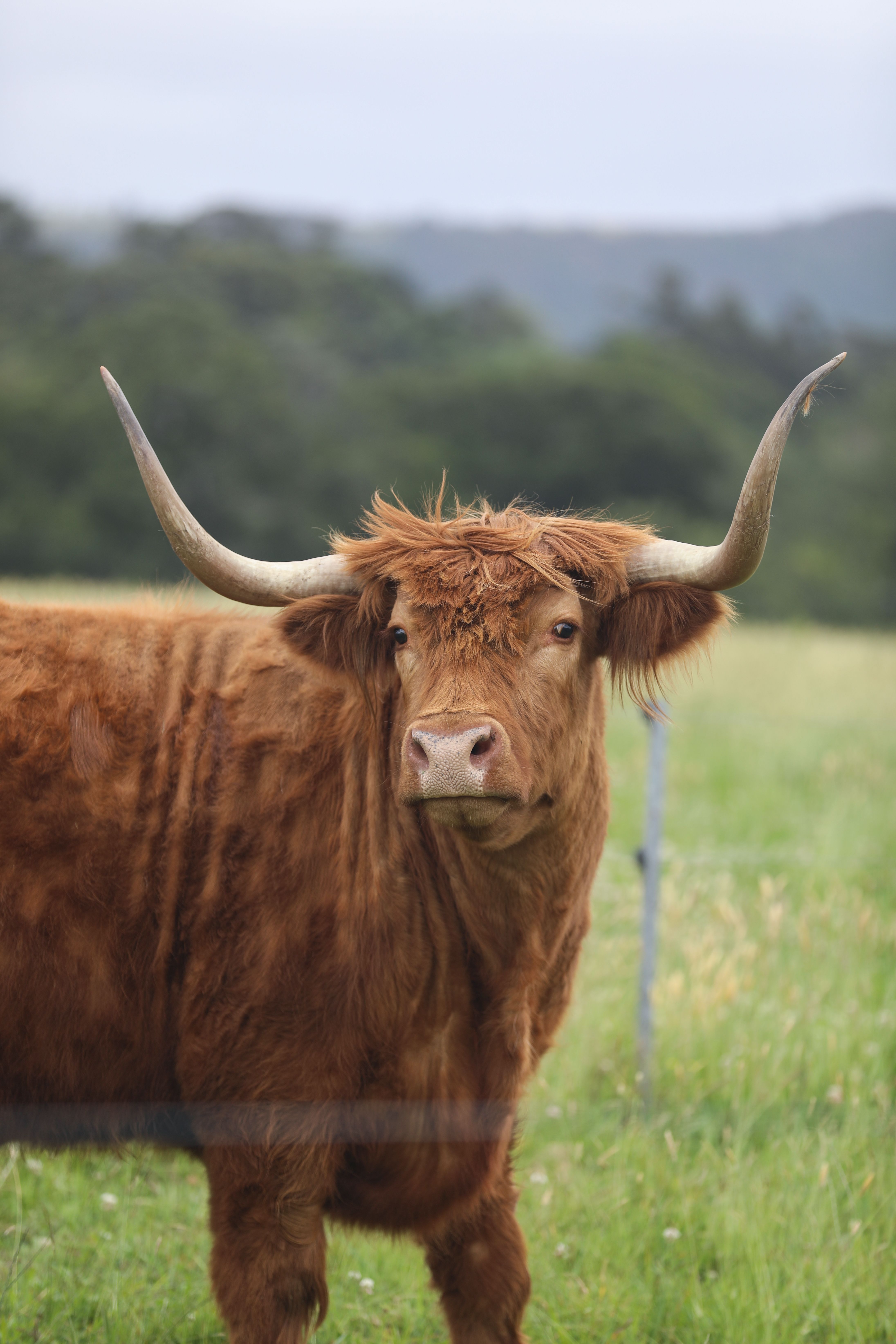 Brown hairy cow grazing in pasture · Free Stock Photo