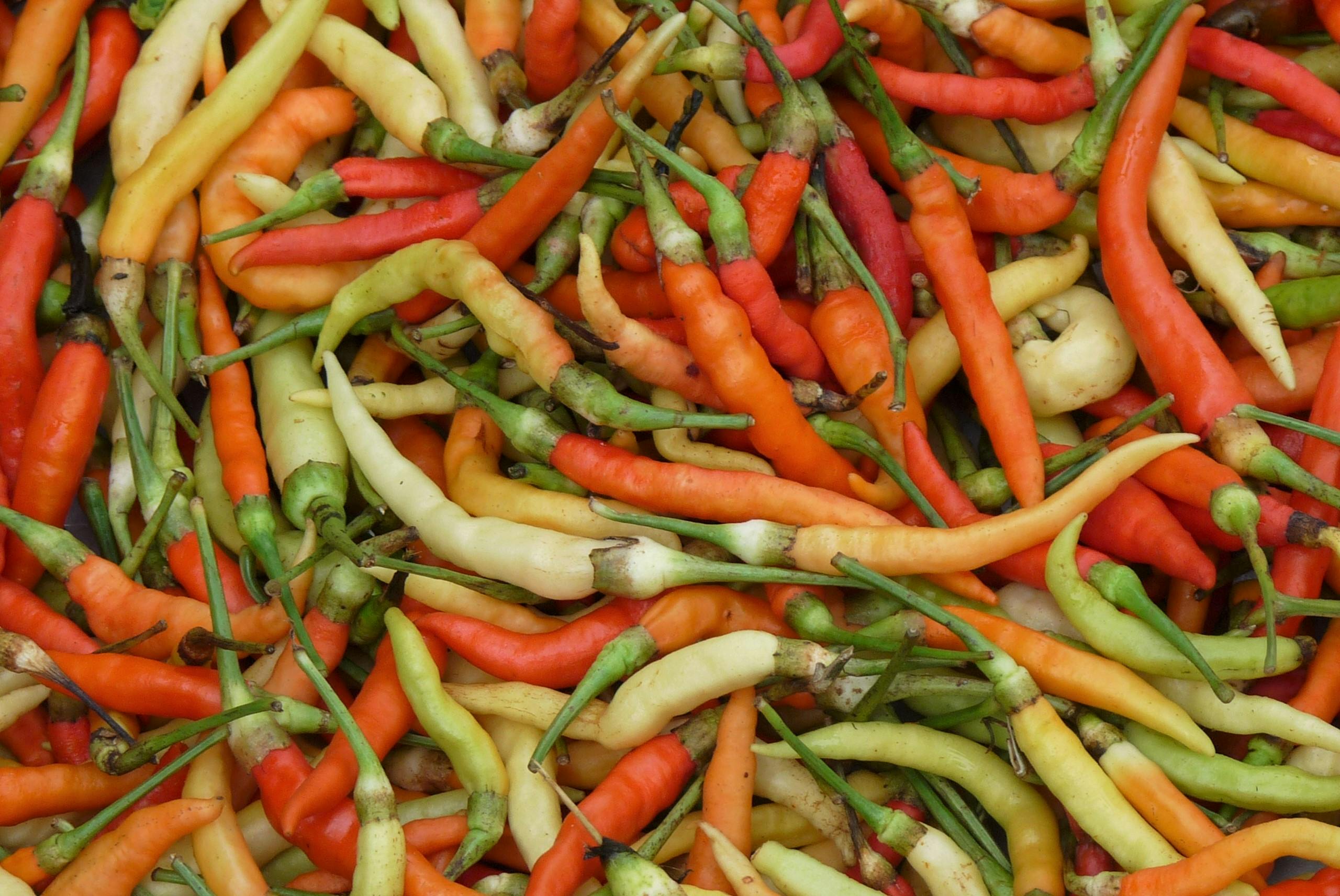 Free stock photo of chillies