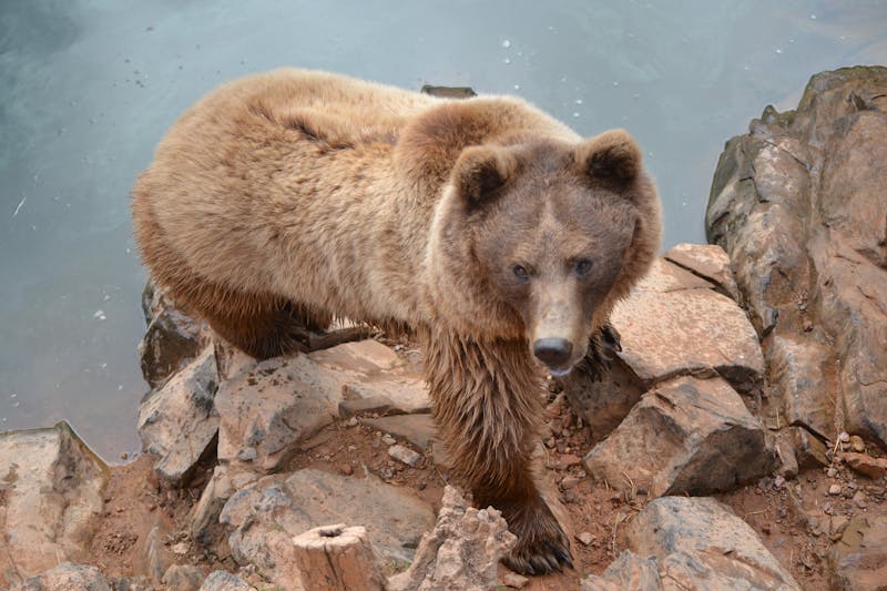 The Last Grizzly Bear in California: A Fading Legacy