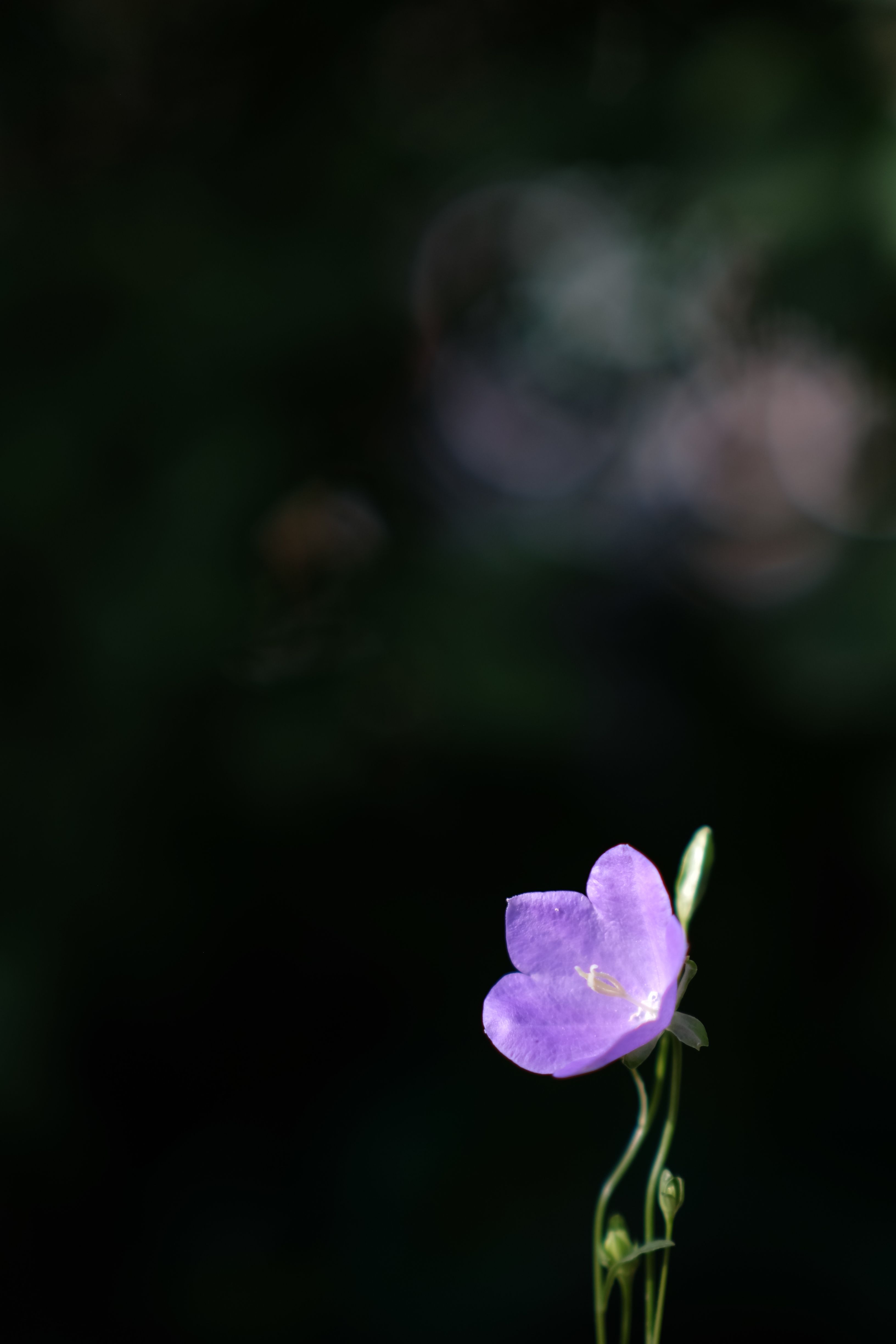 Yellow Petals in the Air Near Black Background · Free Stock Photo