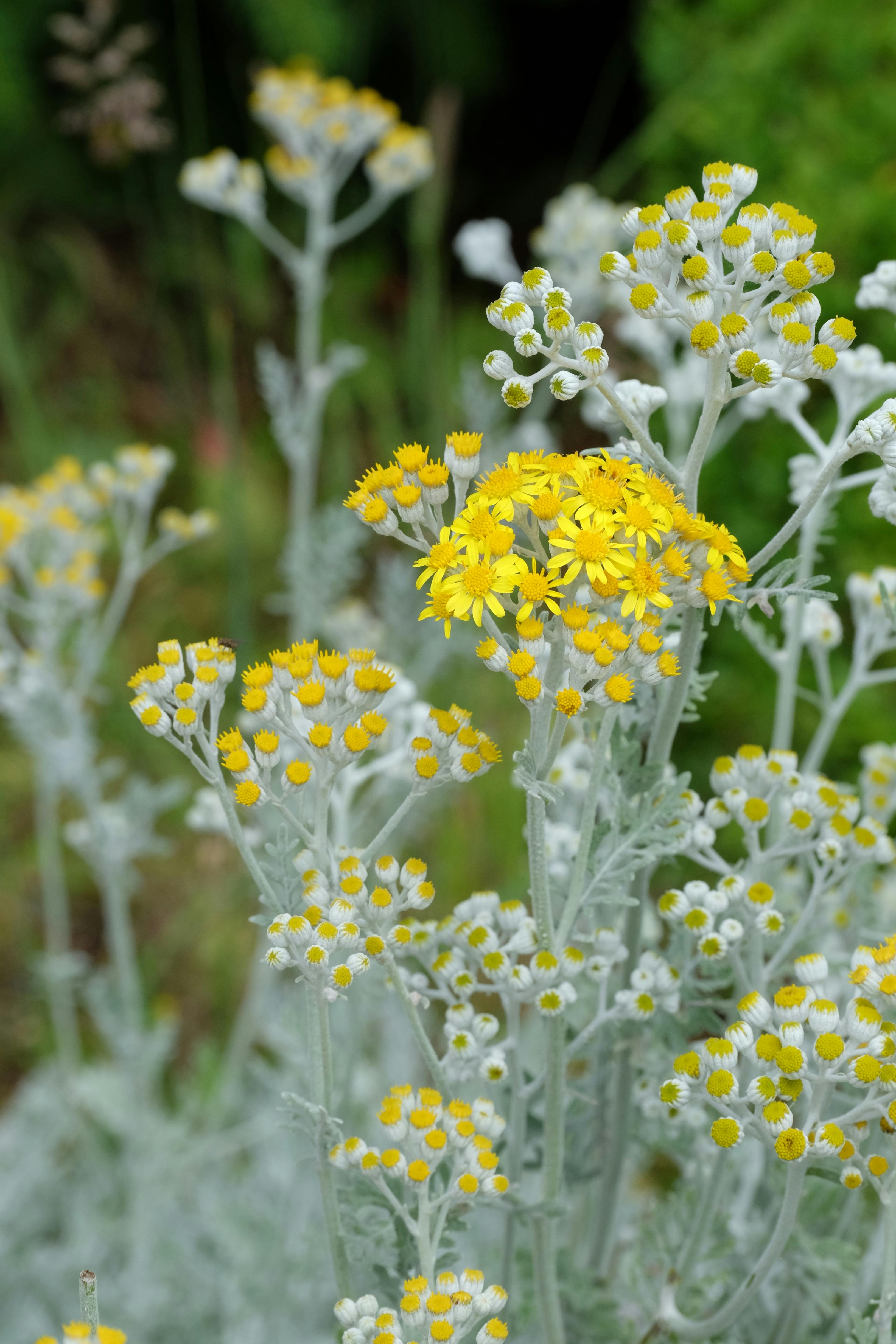 Close-up of Yellow Helichrysum Flowers in Bloom · Free Stock Photo