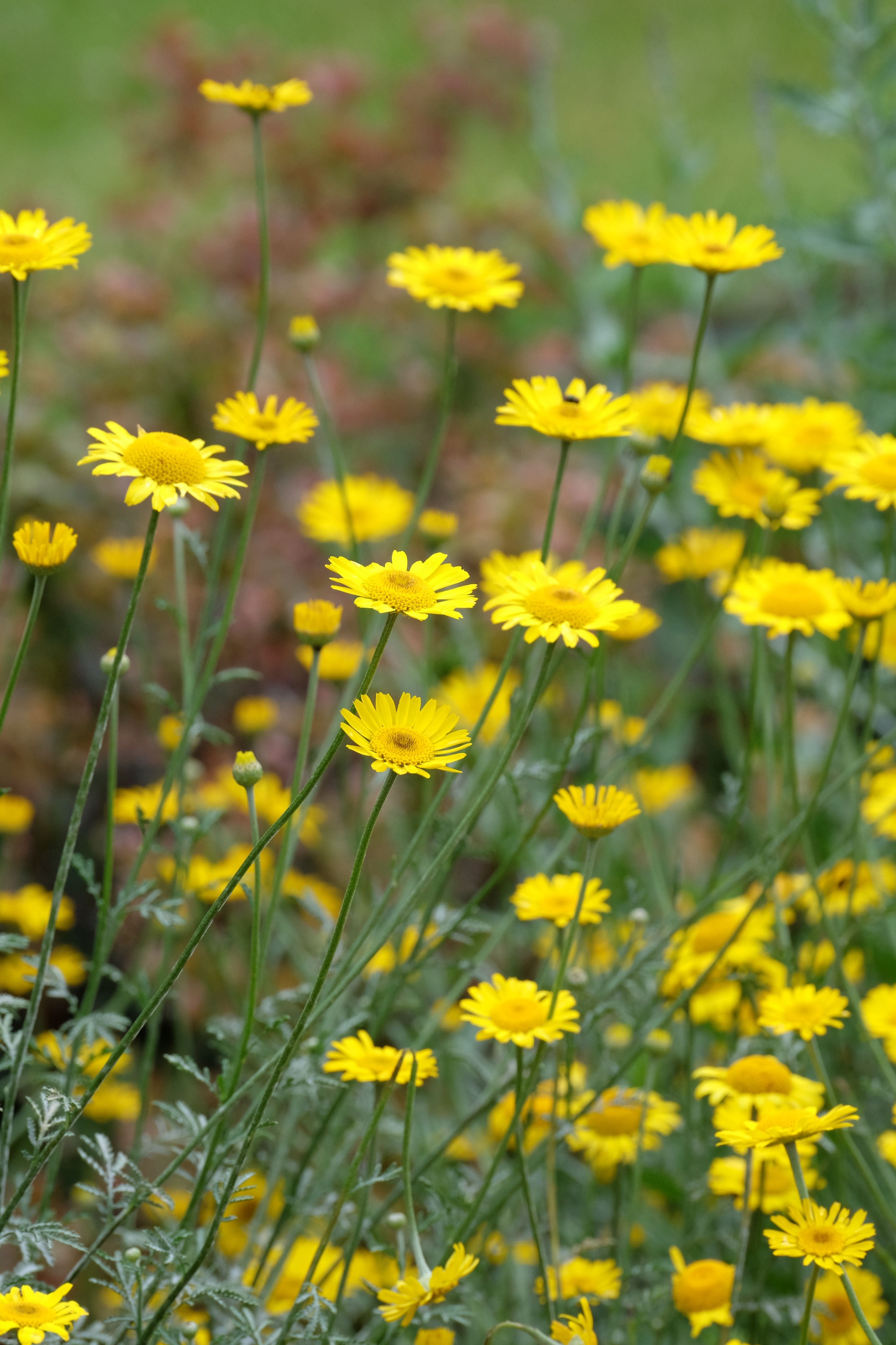 Vibrant Yellow Daisies in Blooming Field · Free Stock Photo