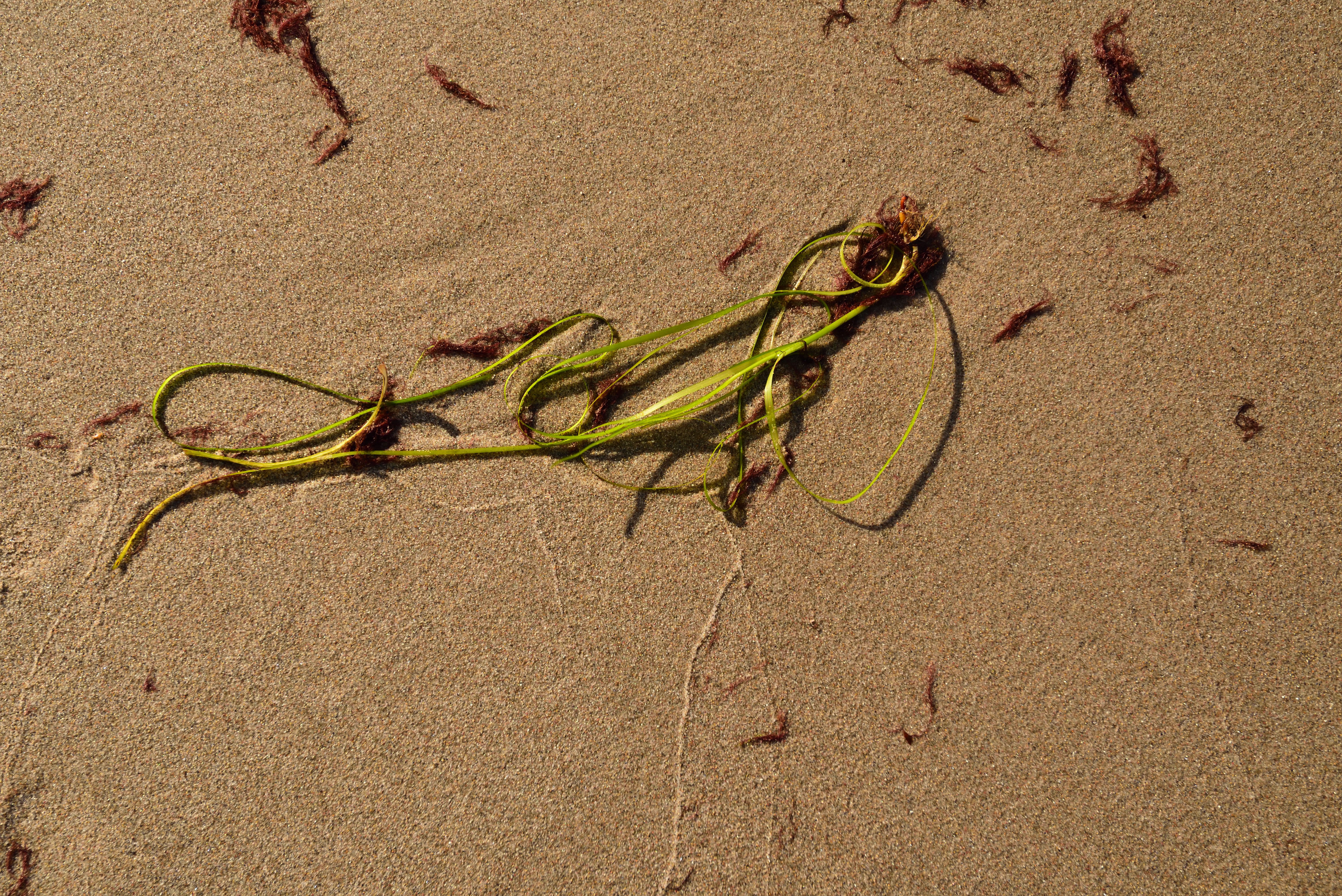 Pasto Marino En La Playa · Foto de stock gratuita