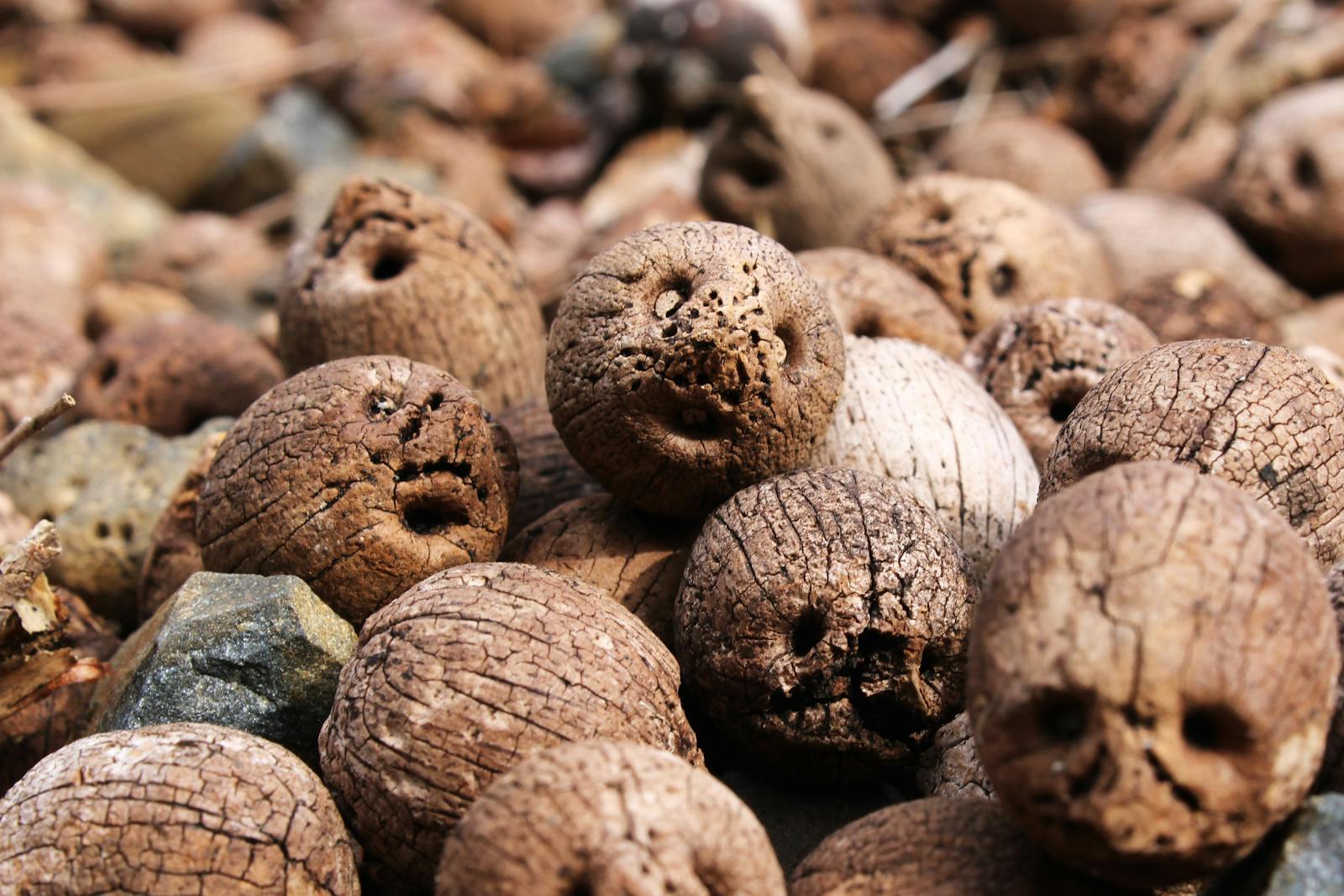 Coconut Palm Tree Seeds Photos, Download The BEST Free Coconut Palm ...