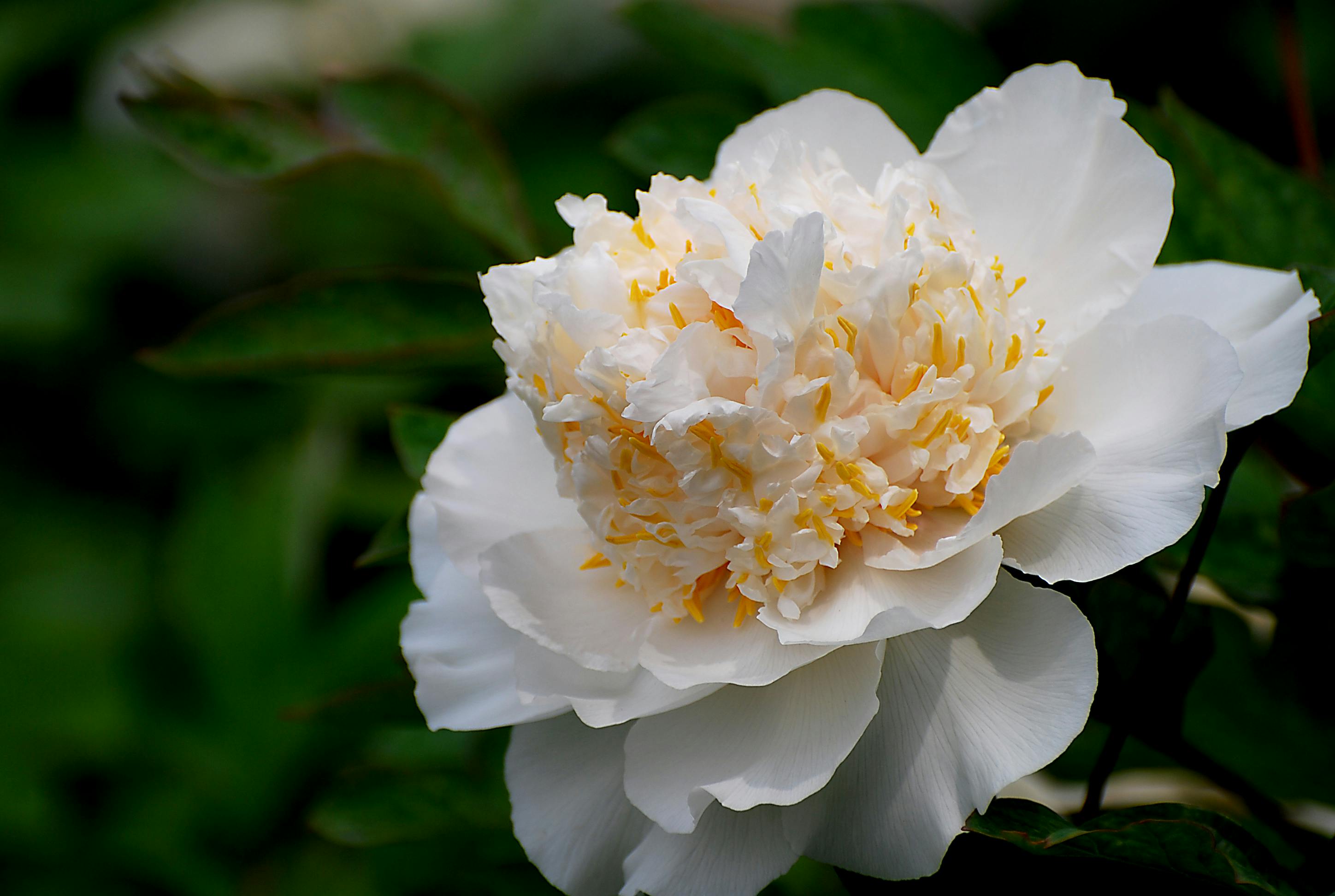 Photo of White Flowers · Free Stock Photo