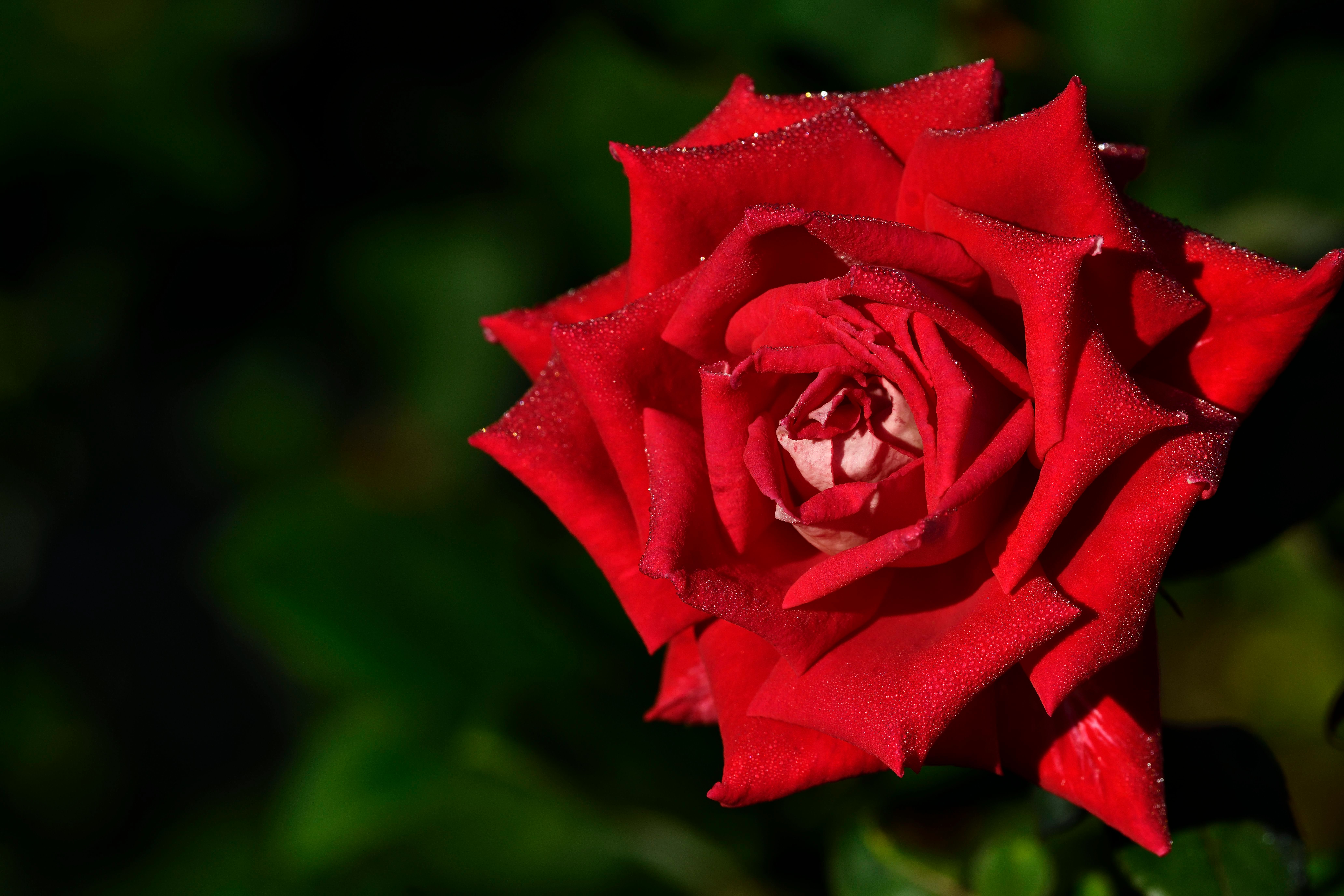 Close-up of Dew-kissed Red Rose in Bloom · Free Stock Photo