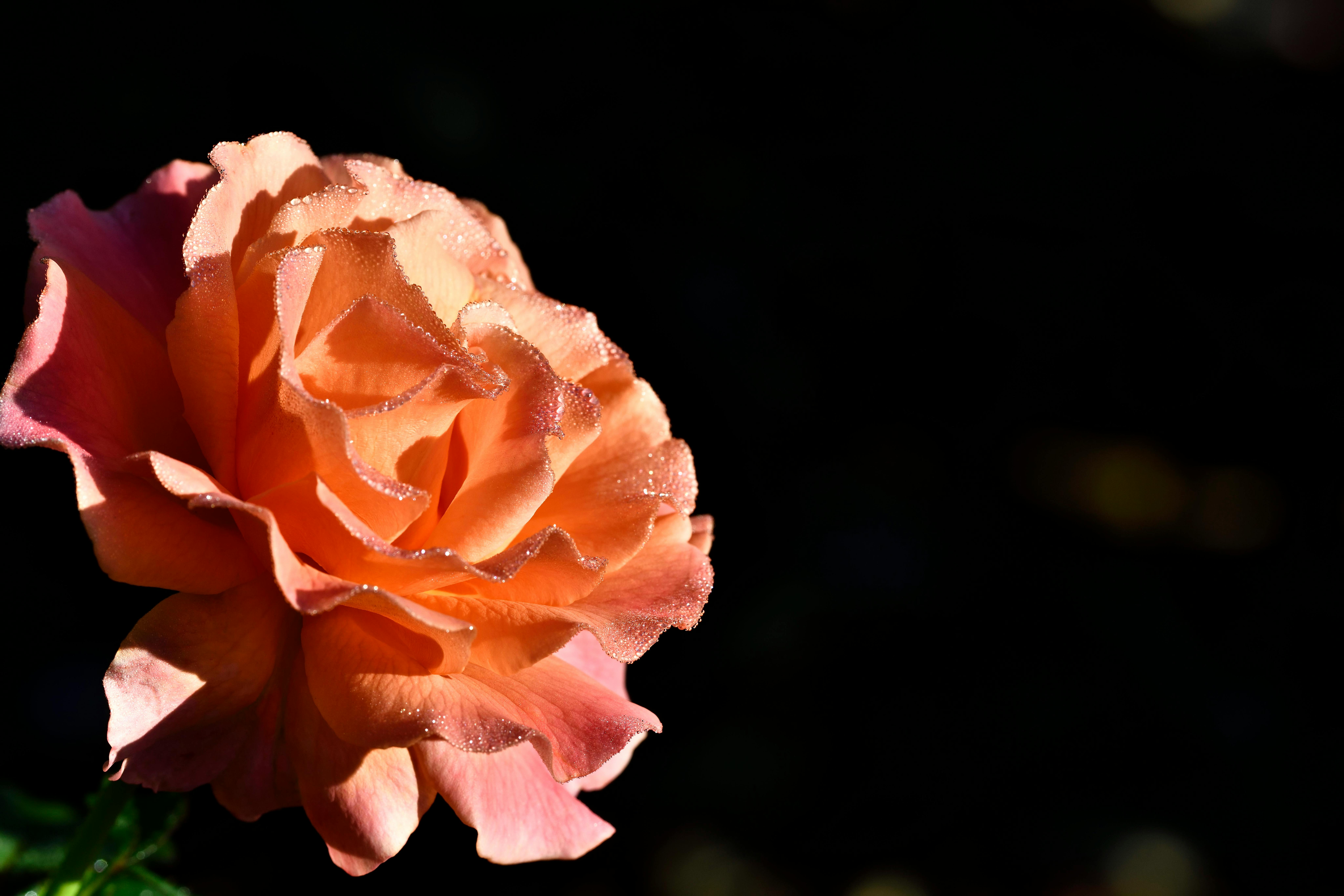 Stunning Close-up of Peach Rose in Sunlight · Free Stock Photo