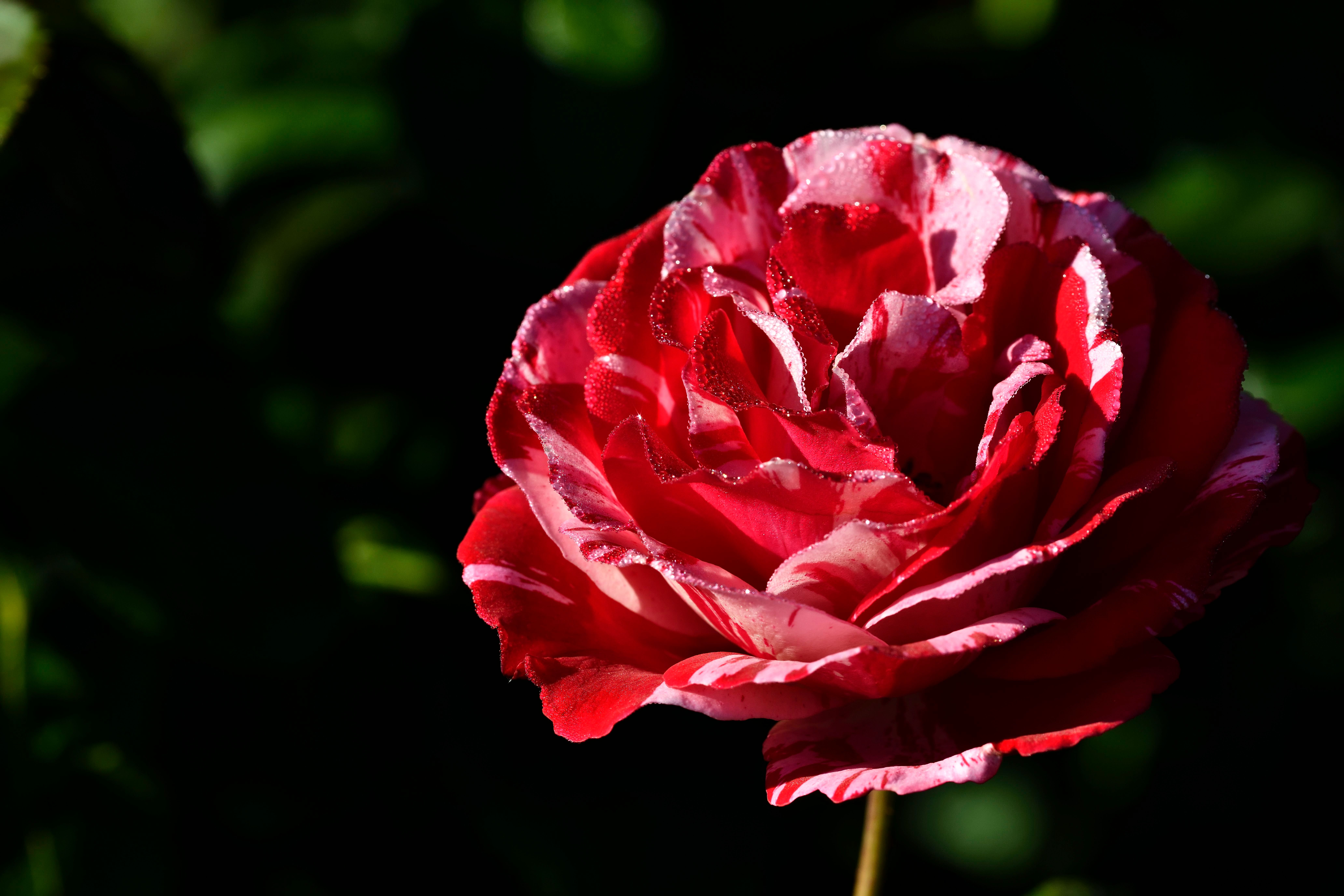 Red Rose Photos, Download The BEST Free Red Rose Stock Photos & HD Images