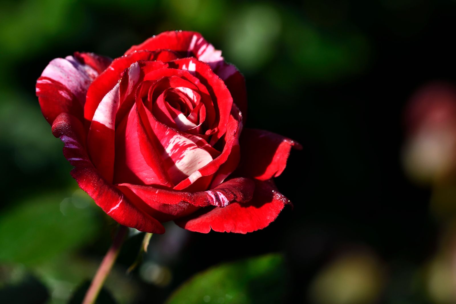 Red Rose Photos, Download The BEST Free Red Rose Stock Photos & HD Images