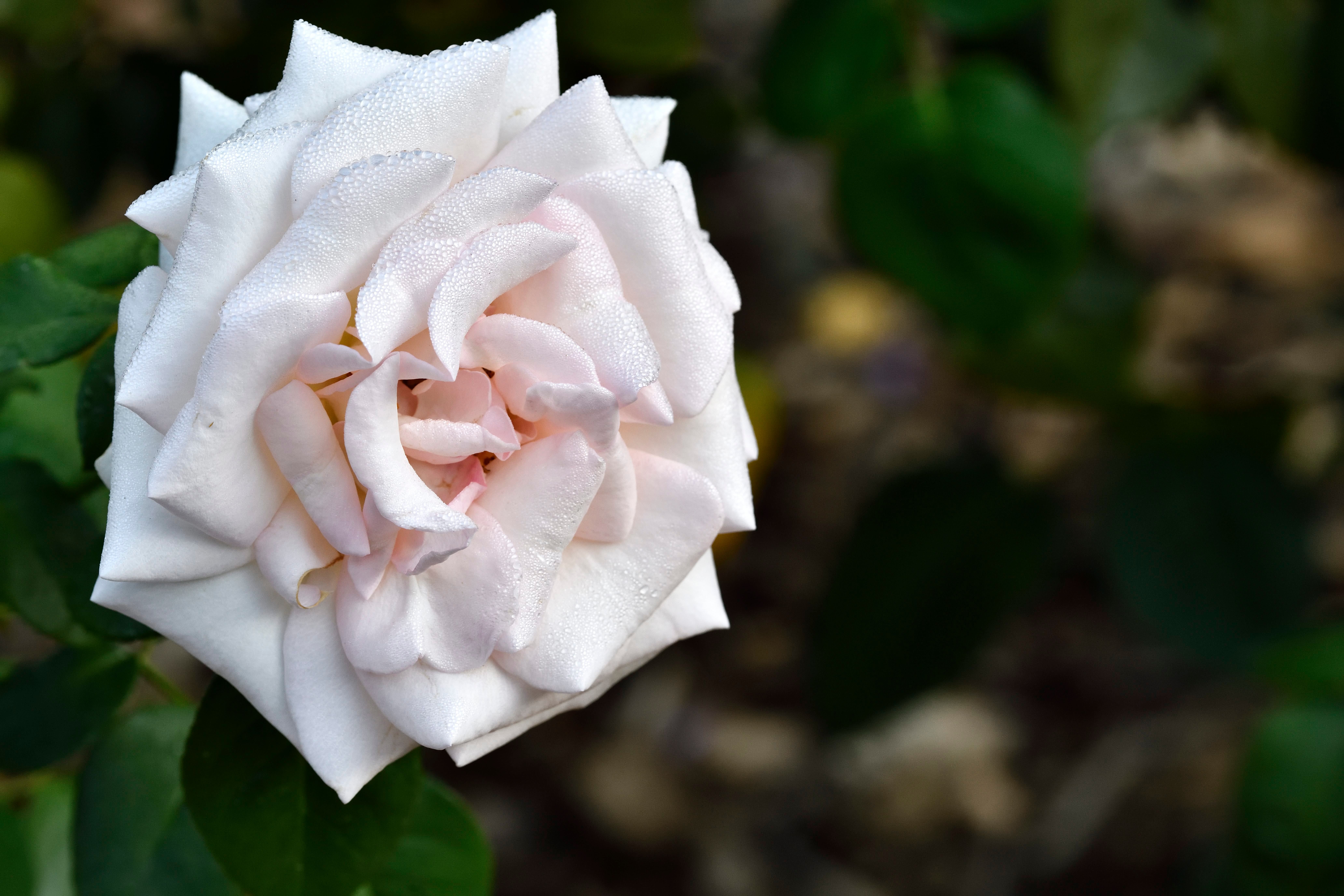Close-up of a Dew-Kissed White Rose in Garden · Free Stock Photo
