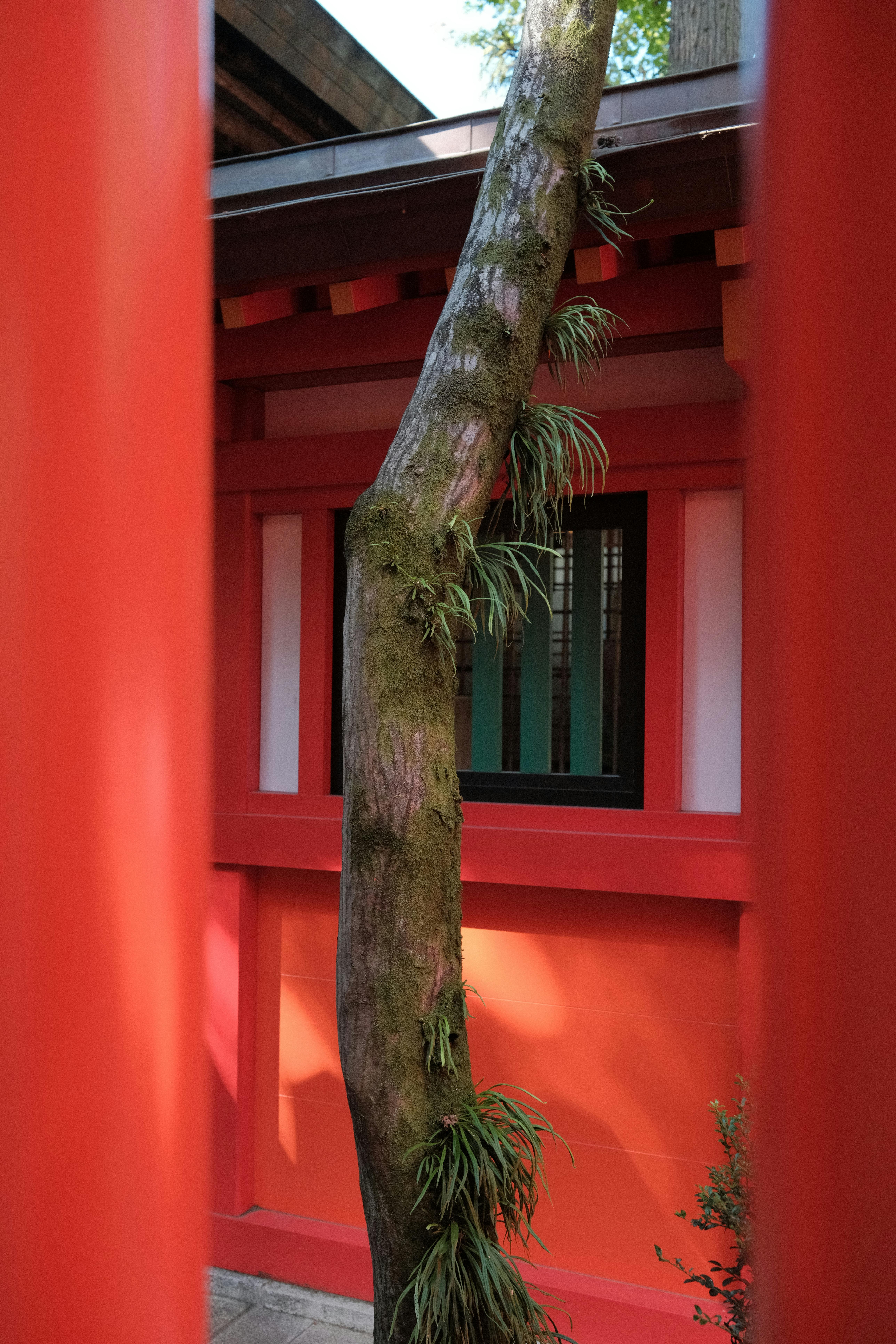 Traditional Japanese Architecture with Tree · Free Stock Photo