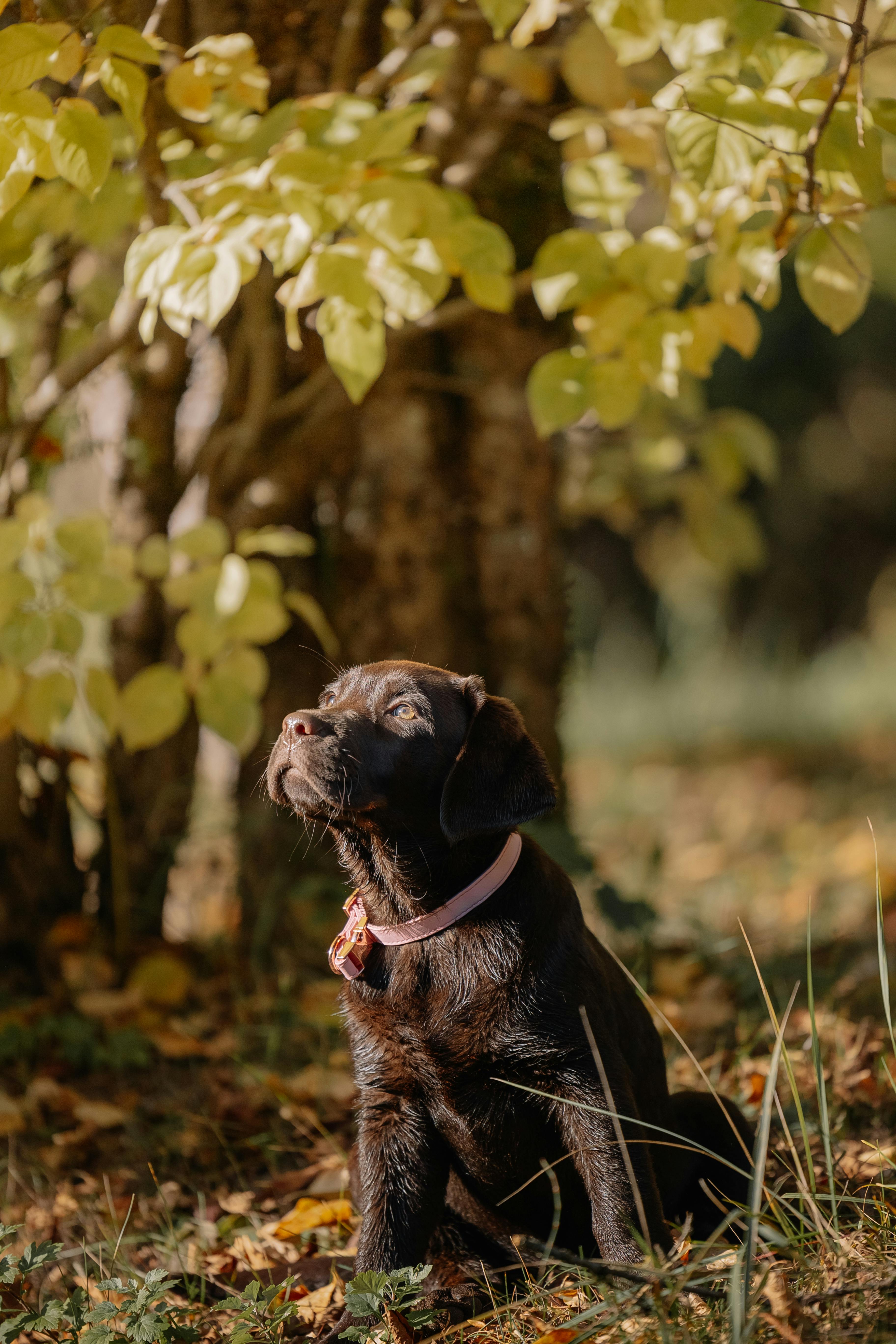 Chocolate Labrador Lying Down Photos, Download The BEST Free Chocolate ...