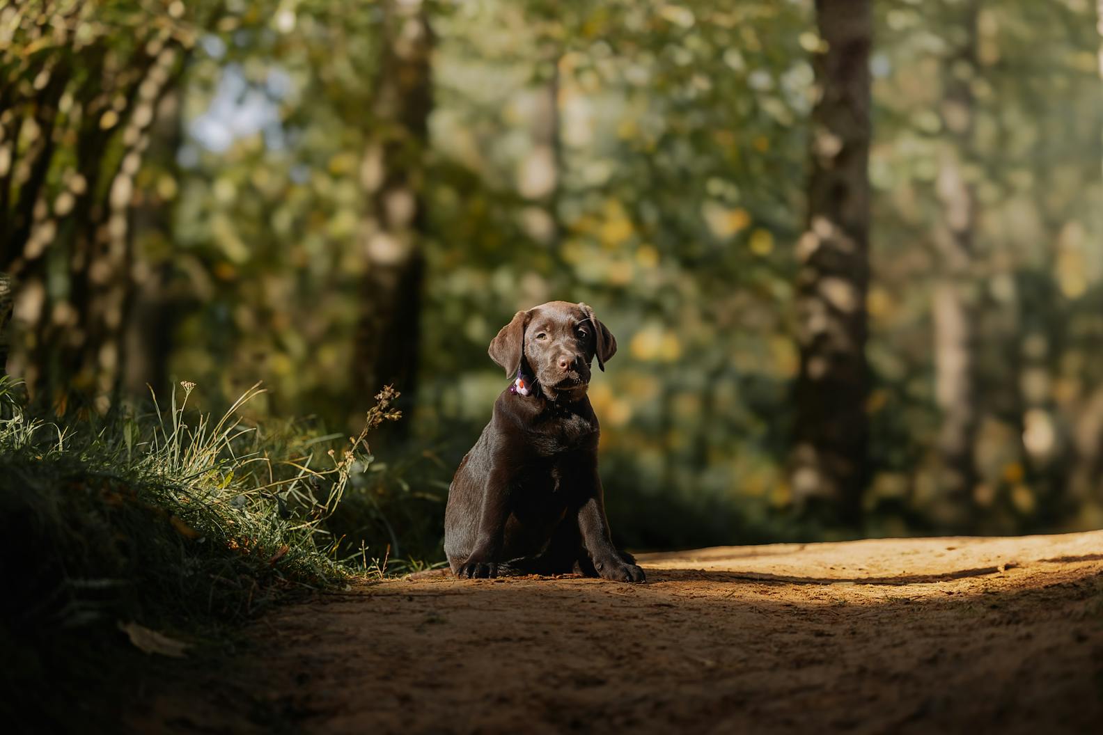 The Complete Guide to Adorable Charcoal Labrador Retrievers