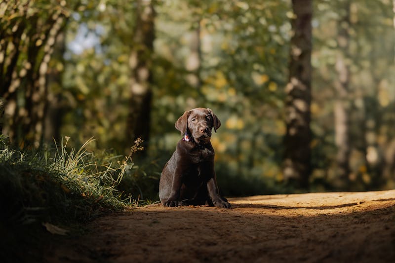 The Complete Guide to Adorable Charcoal Labrador Retrievers