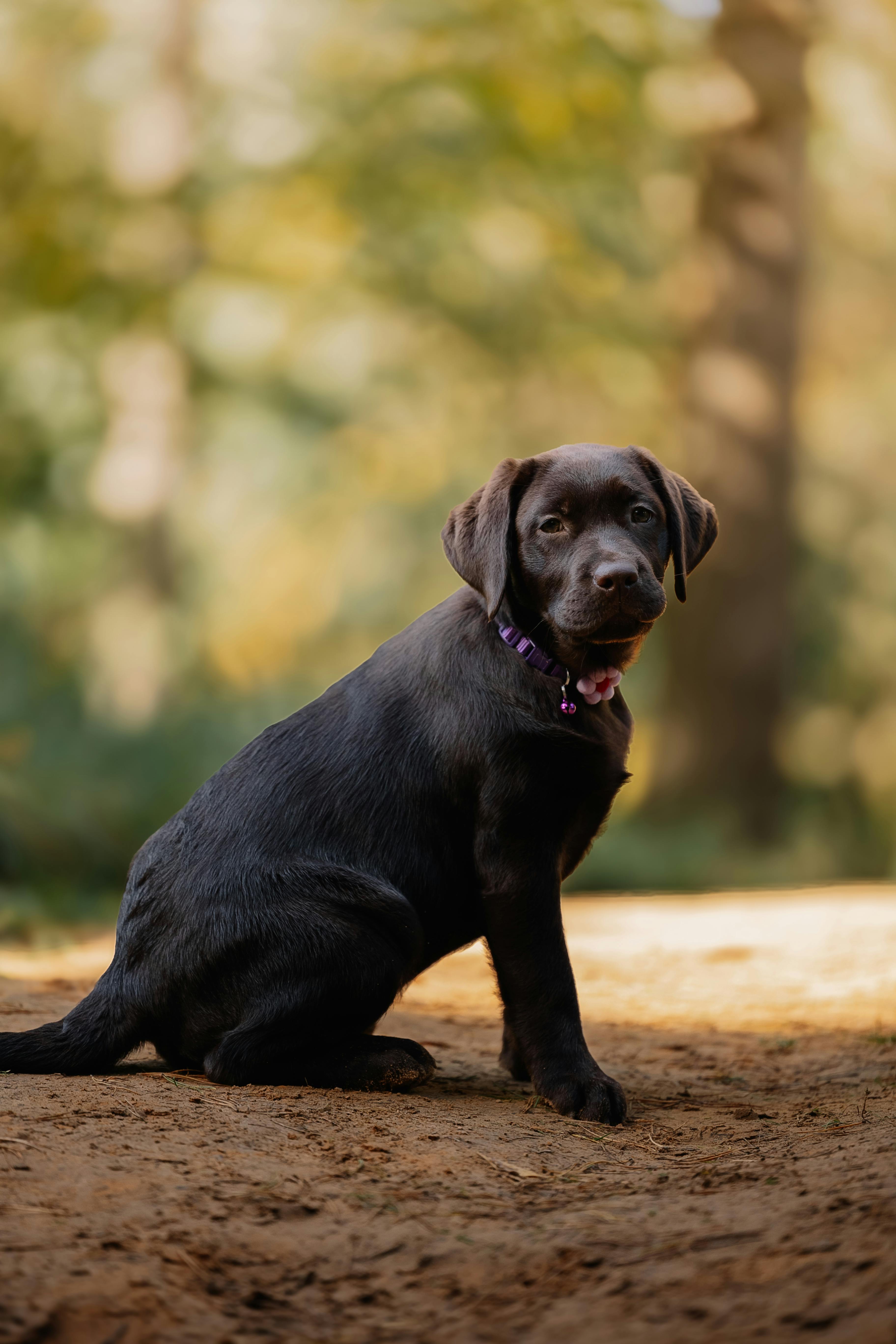 Chocolate Labrador Puppy in Autumn Scenery · Free Stock Photo