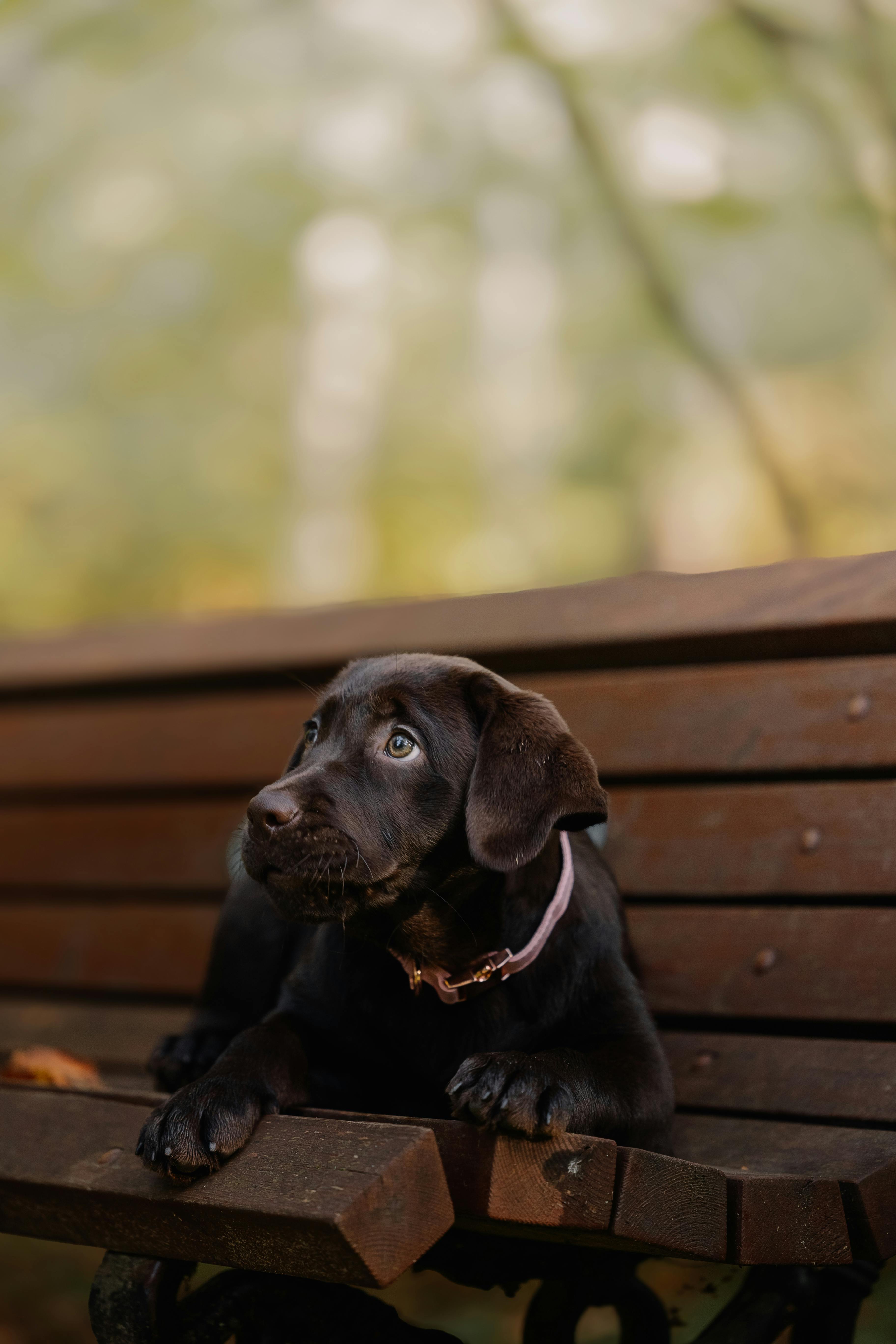 Adorable Chocolate Labrador Puppy on Park Bench · Free Stock Photo