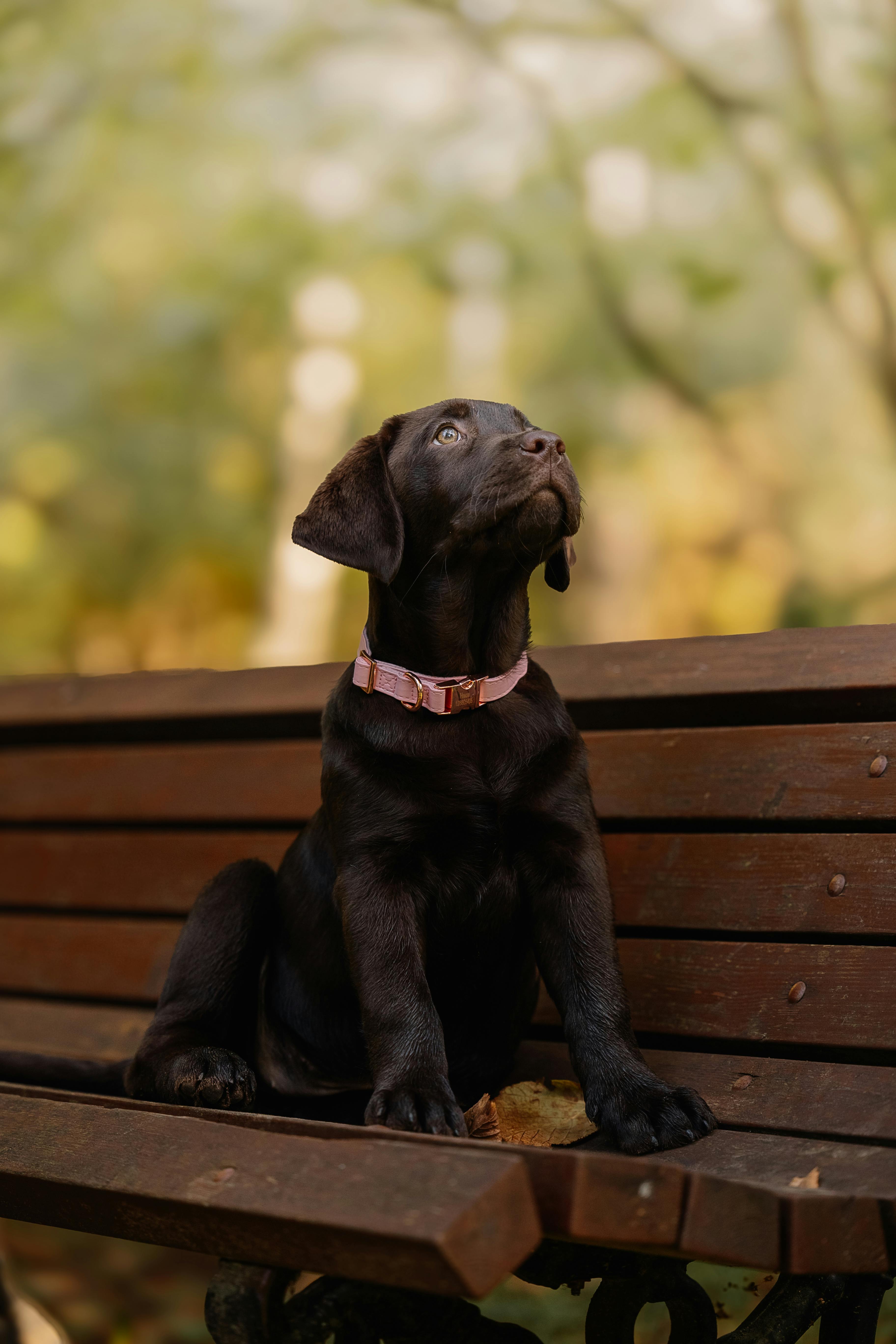Black Labrador Puppy Sitting on Park Bench · Free Stock Photo