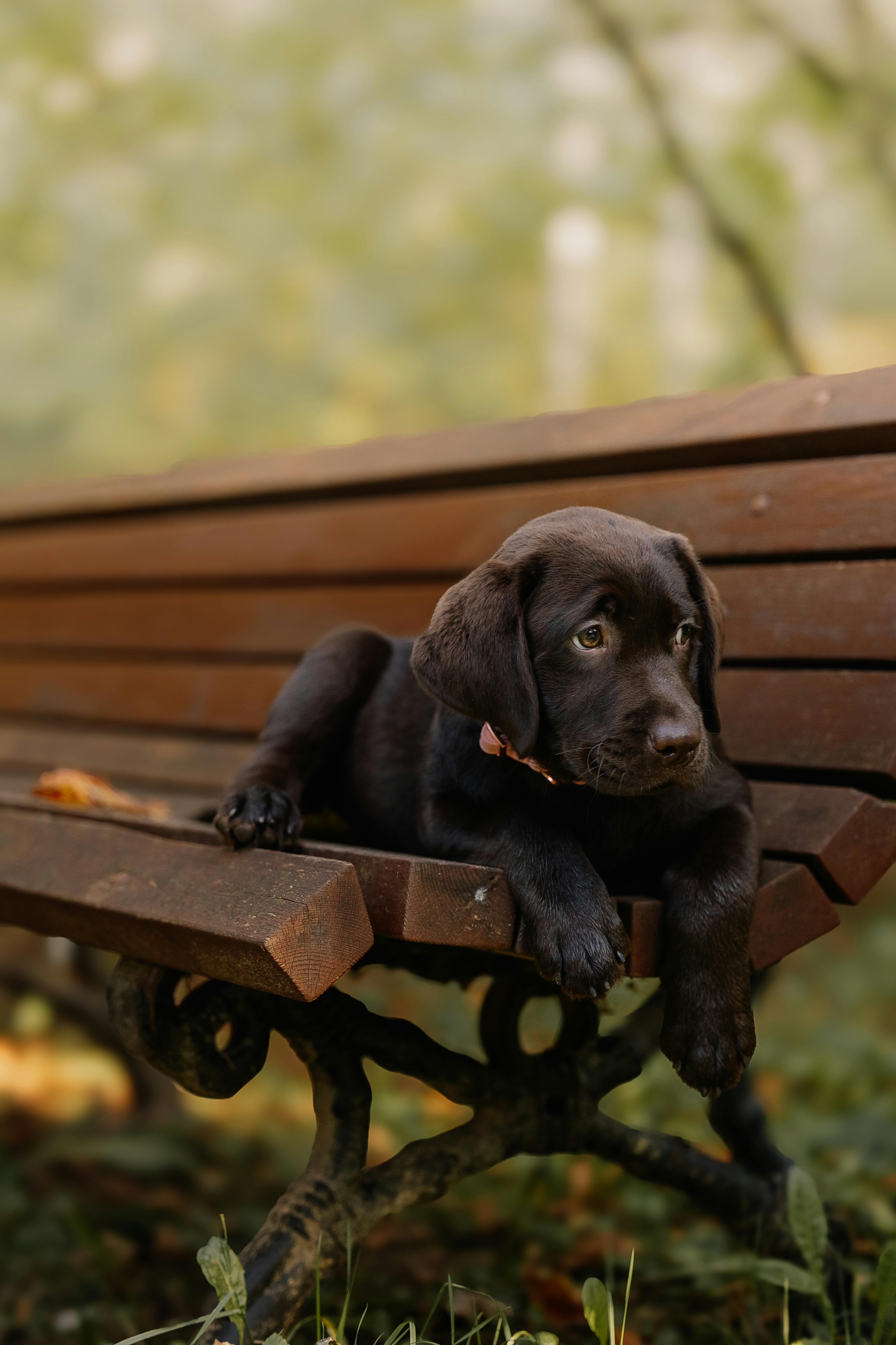 Adorable Black Labrador Puppy on a Park Bench · Free Stock Photo