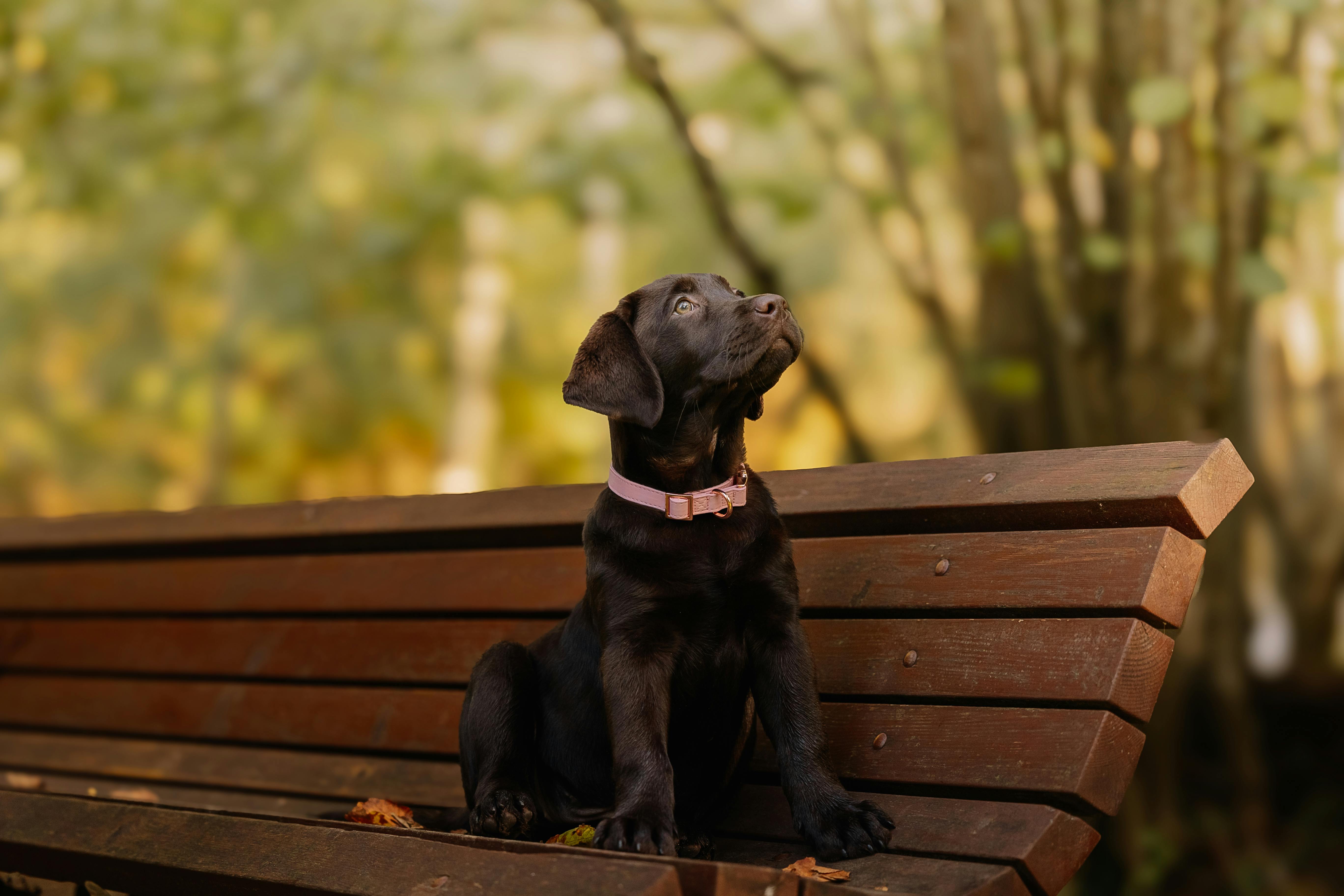 Charming Black Labrador Puppy on Wooden Bench · Free Stock Photo