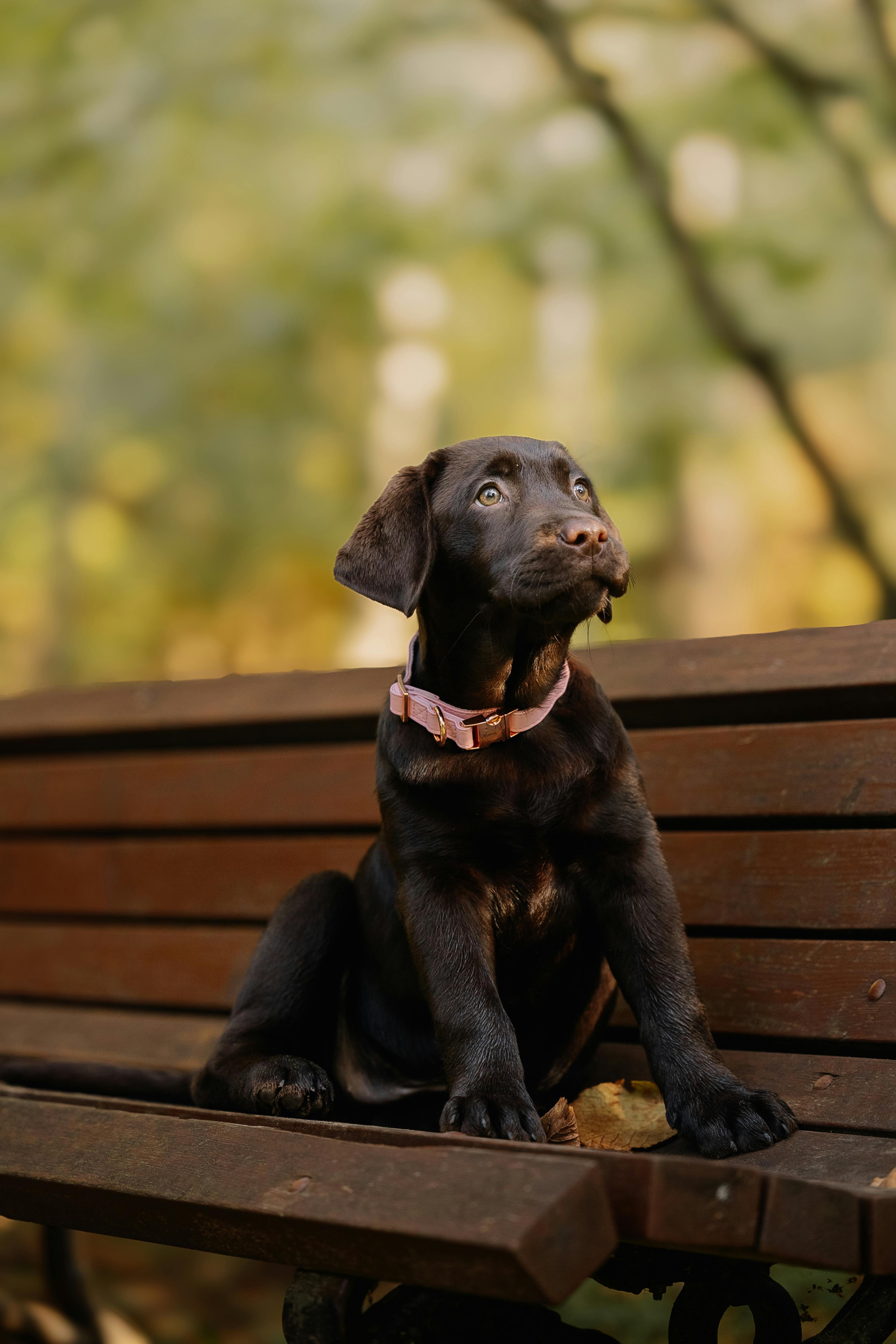 Adorable Black Labrador Puppy on a Park Bench · Free Stock Photo