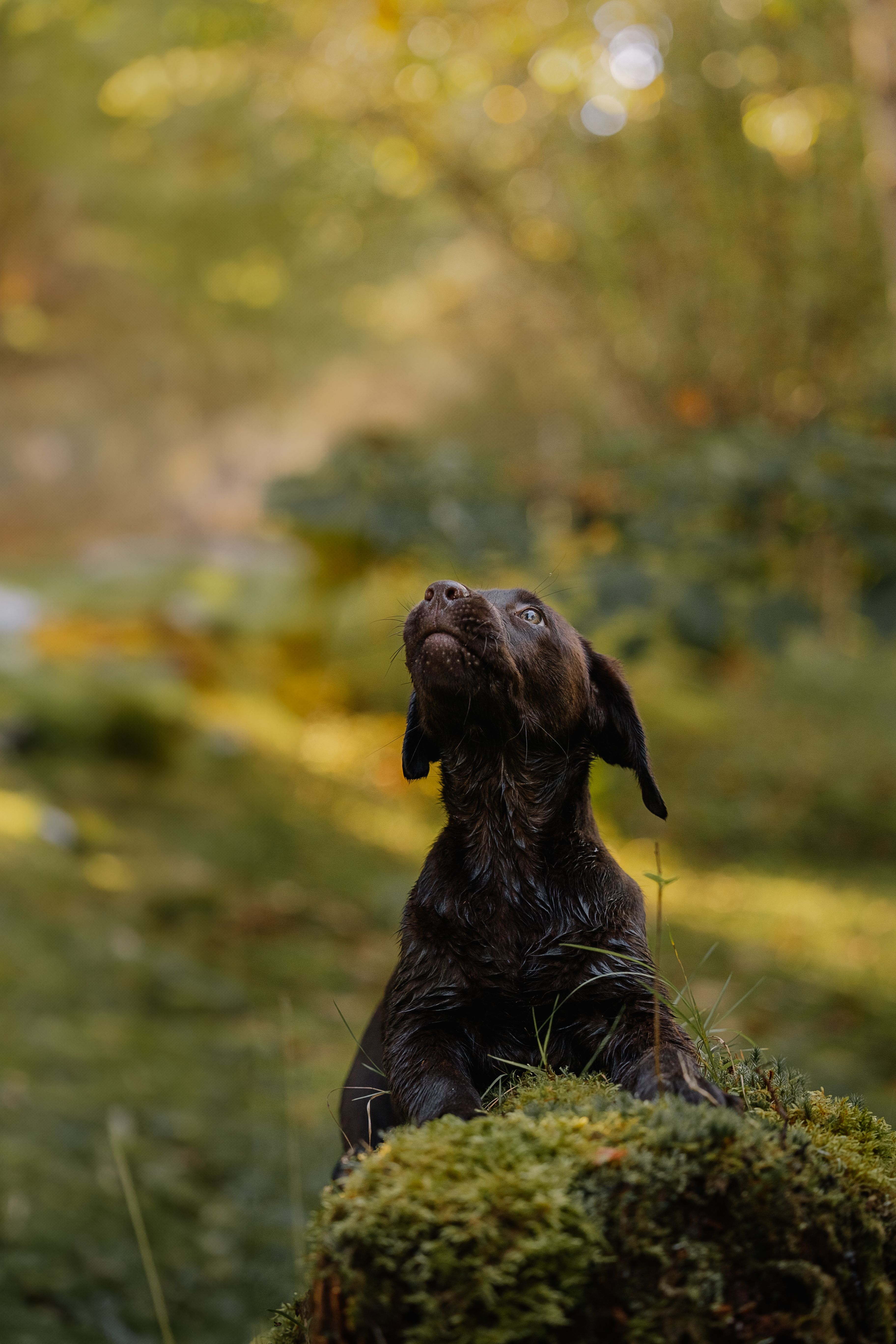 Chocolate Labrador Puppy in Forest Setting · Free Stock Photo