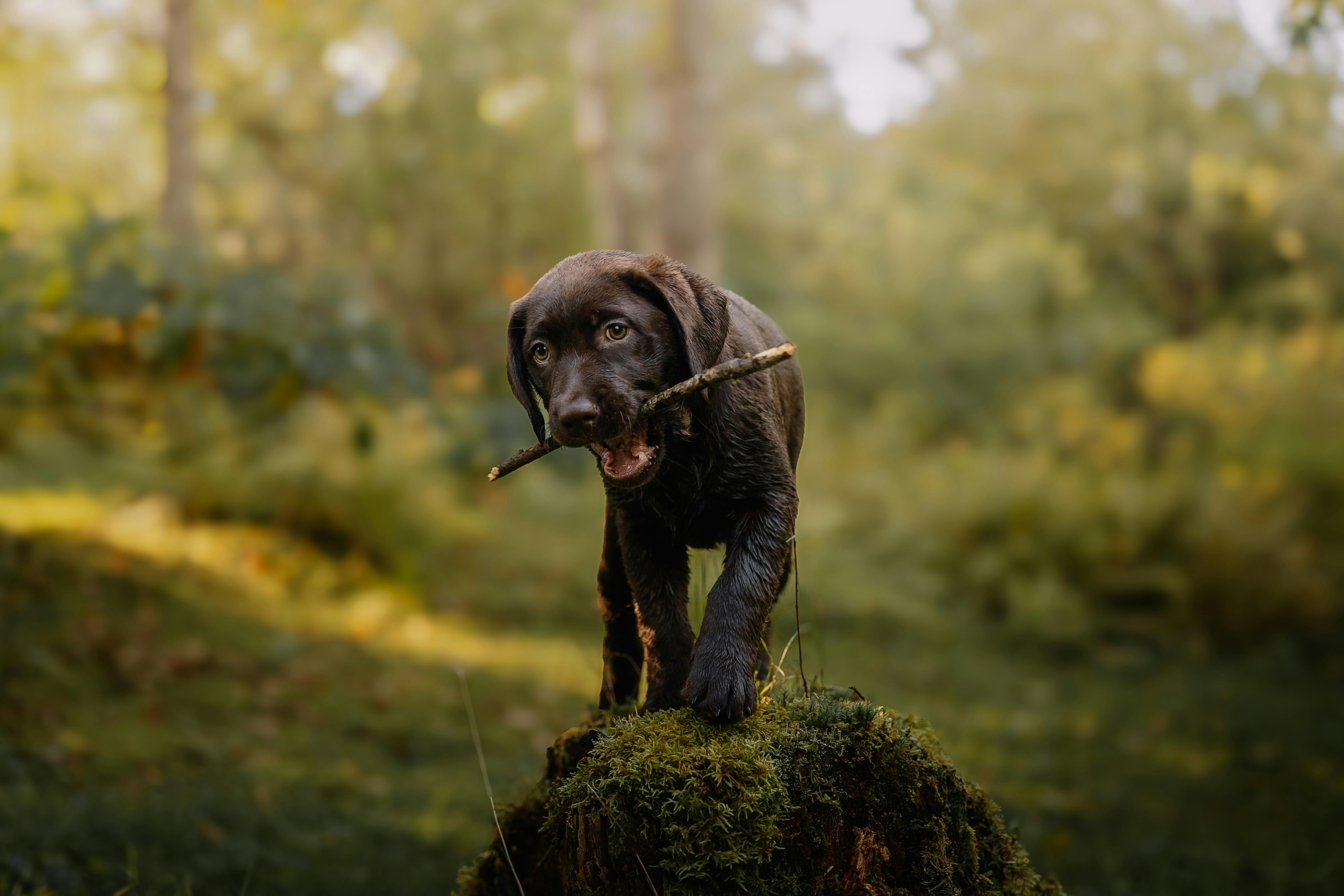 Brown Short Coated Dog on Brown Tree Log · Free Stock Photo