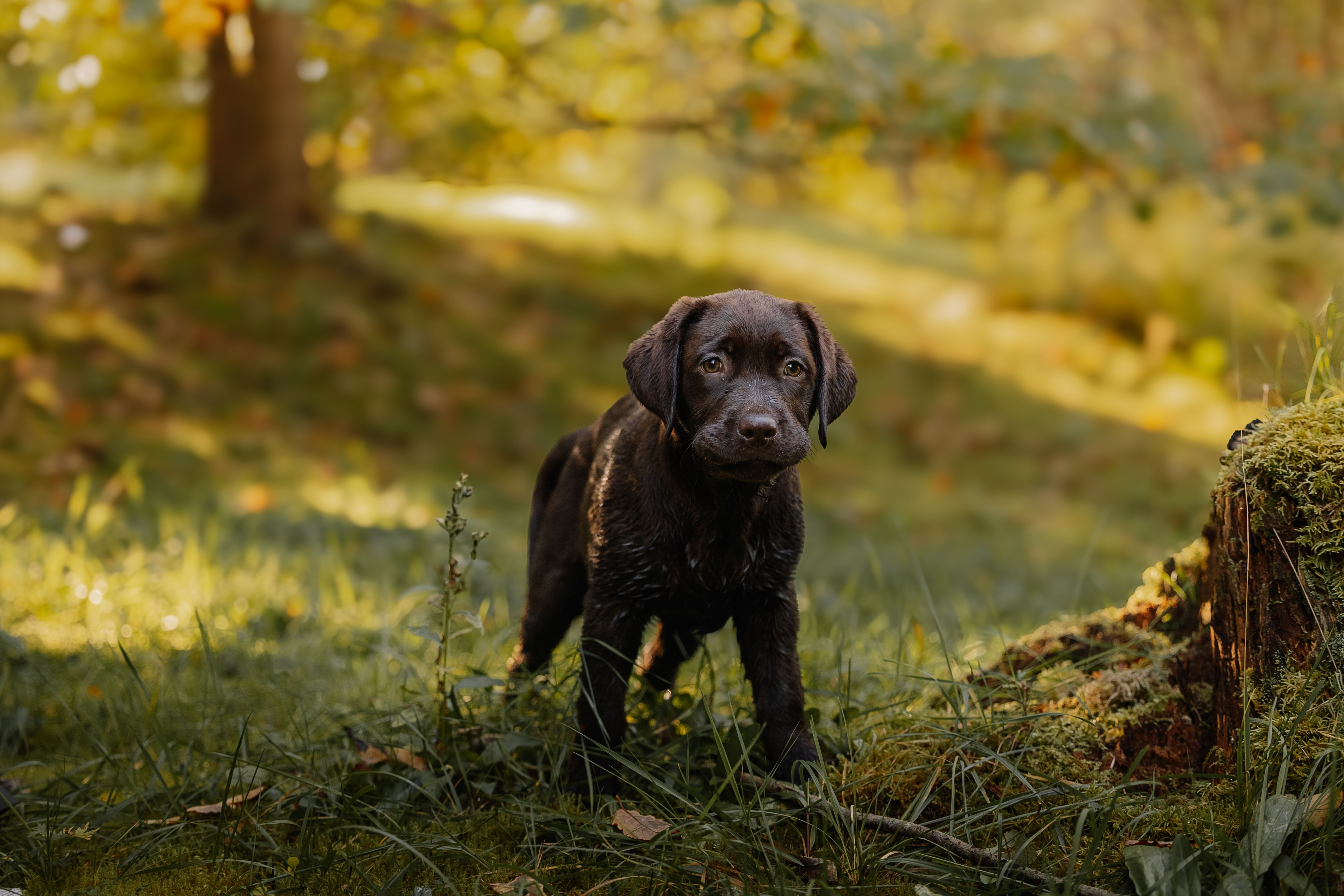 Adorable Labrador Puppy in a Sunlit Forest · Free Stock Photo