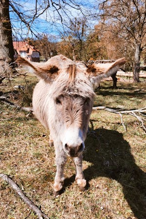 Donkey Butt Photos, Download The BEST Free Donkey Butt Stock Photos ...