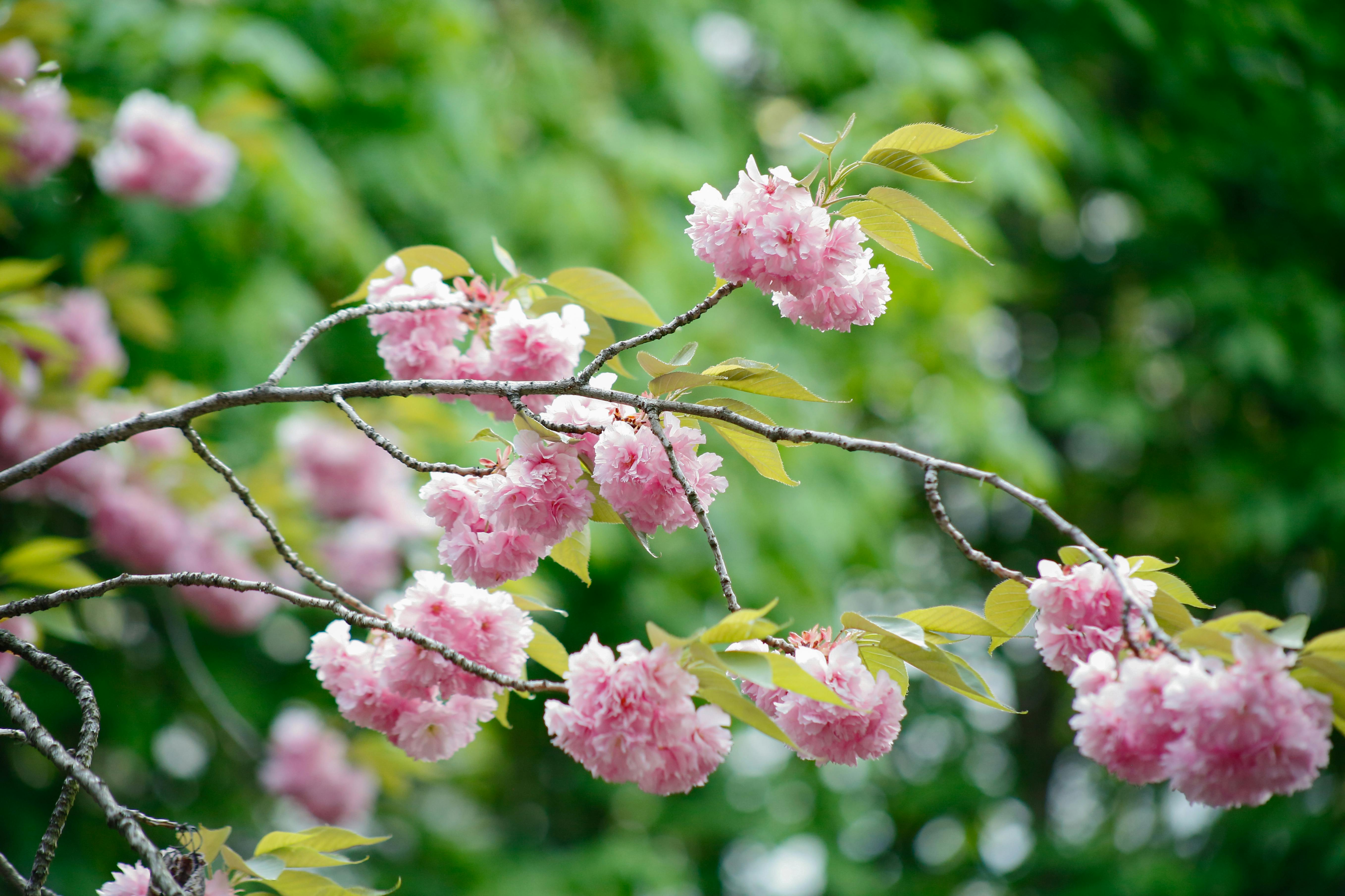 Delicate And Exquisite Photos, Download The BEST Free Delicate And ...