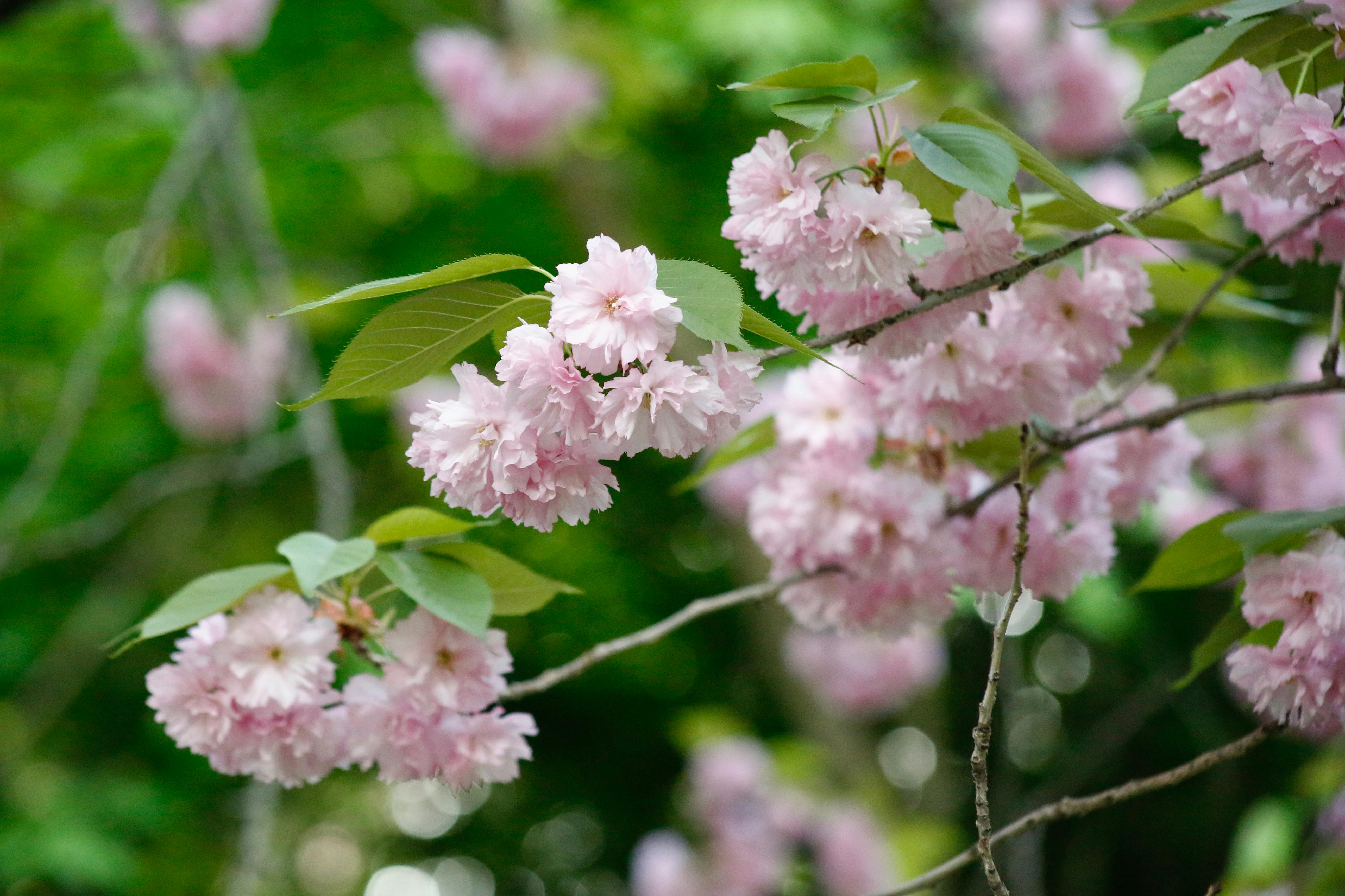 Springtime Cherry Blossoms in Full Bloom · Free Stock Photo