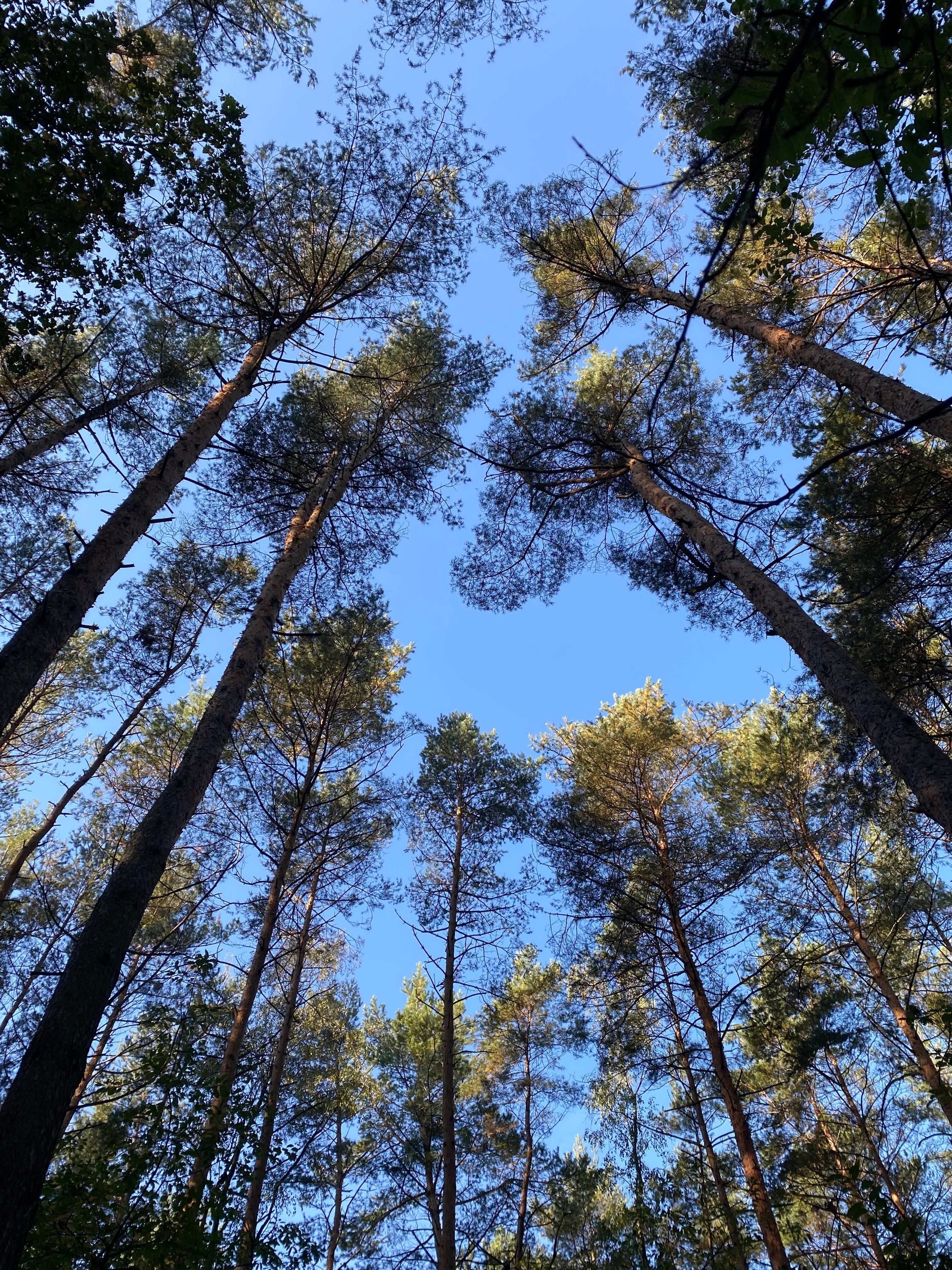 Majestic Forest Canopy Against Blue Sky · Free Stock Photo