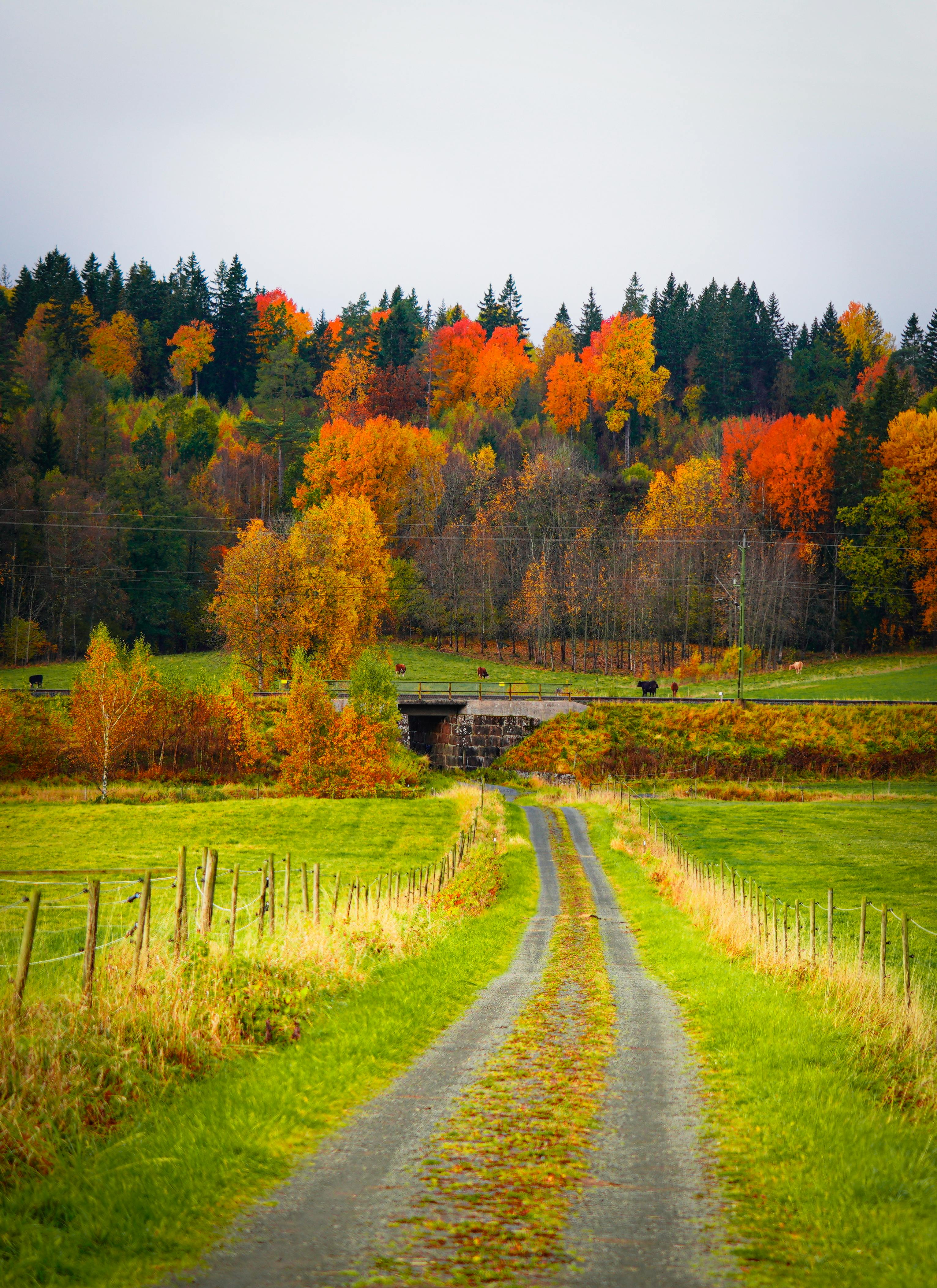 Vibrant Autumn Countryside in Jönköping County · Free Stock Photo