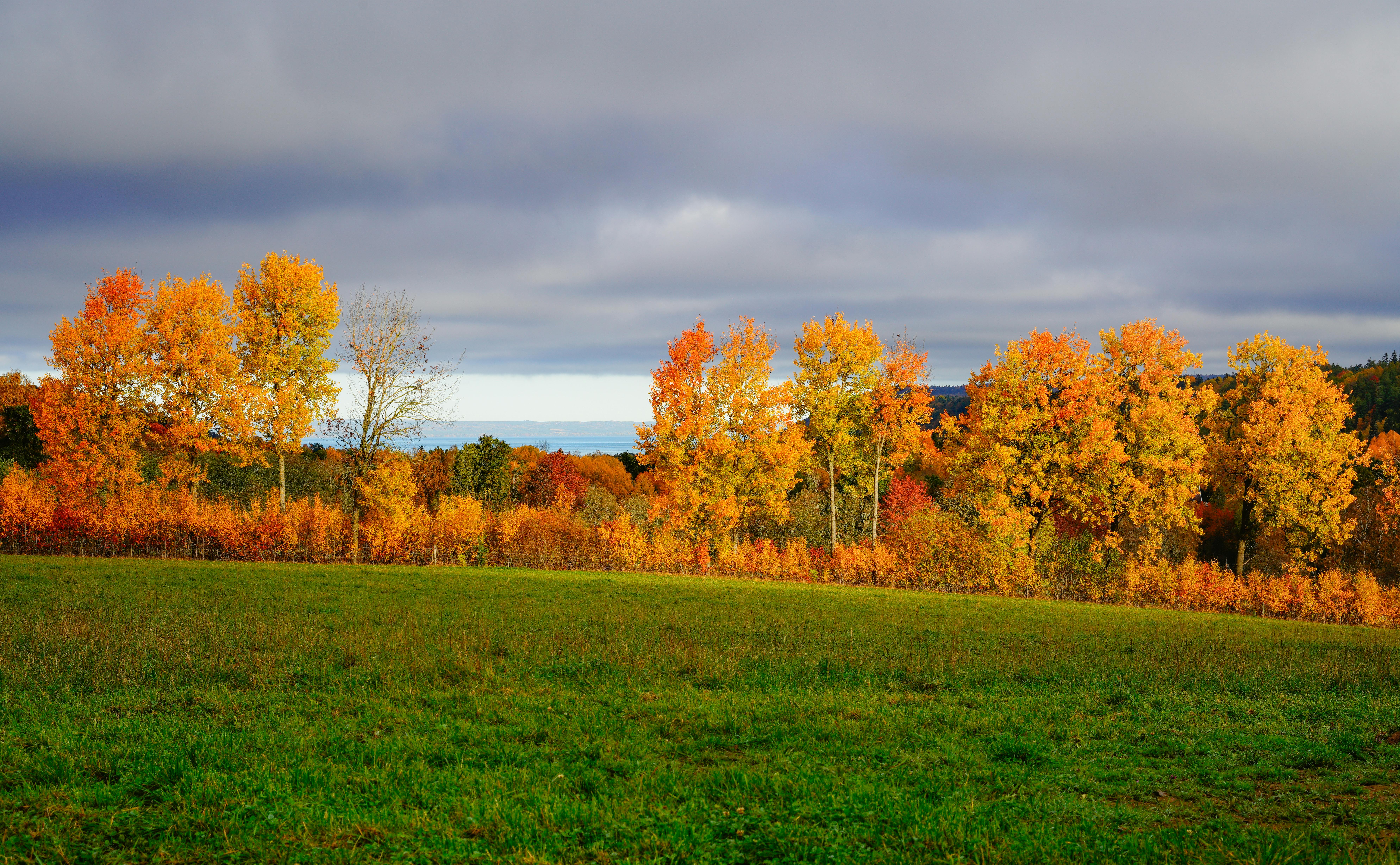Vibrant Autumn Trees in a Field Landscape · Free Stock Photo