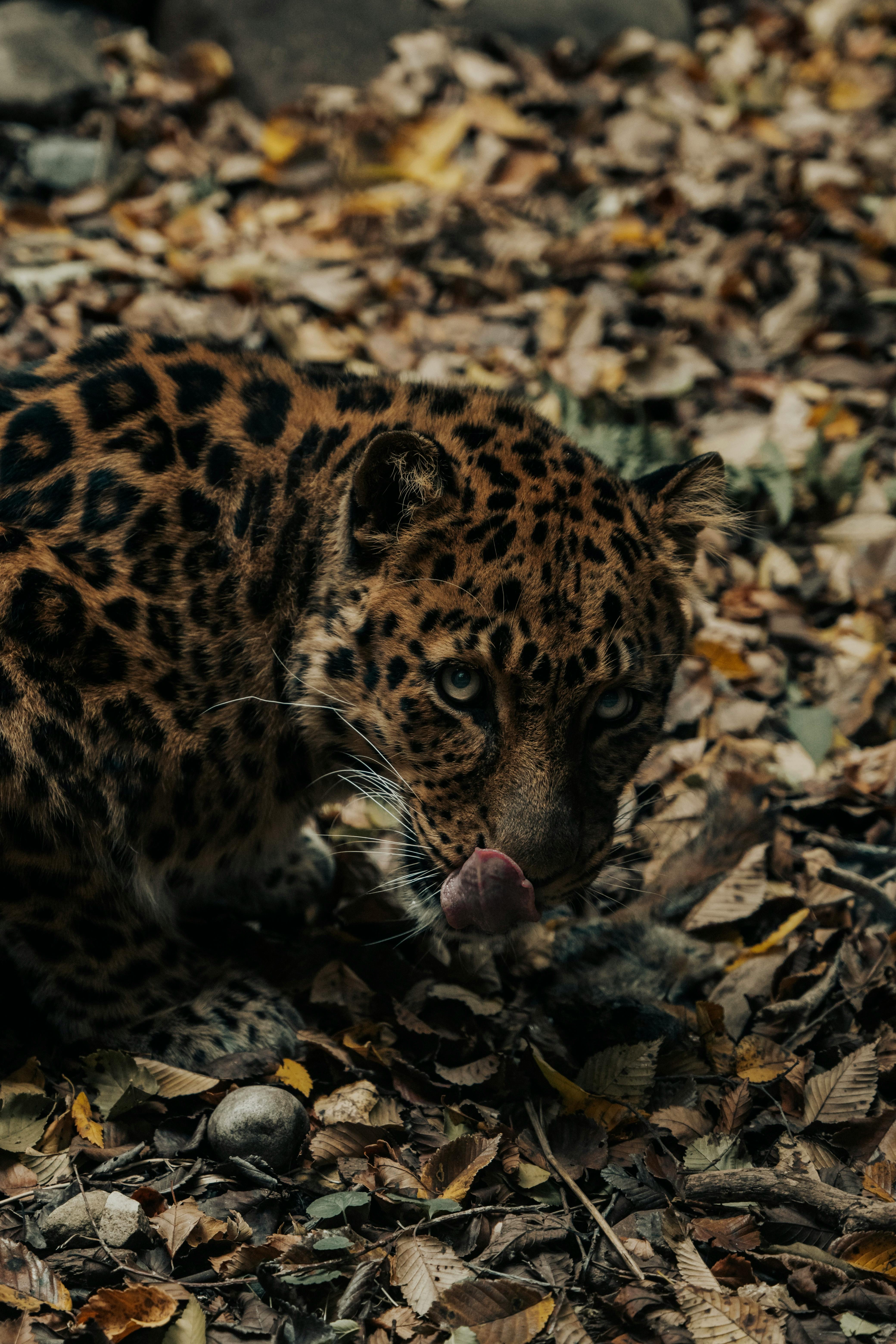 4k Leopard Desktop Wallpapers Photos, Download The BEST Free 4k Leopard ...