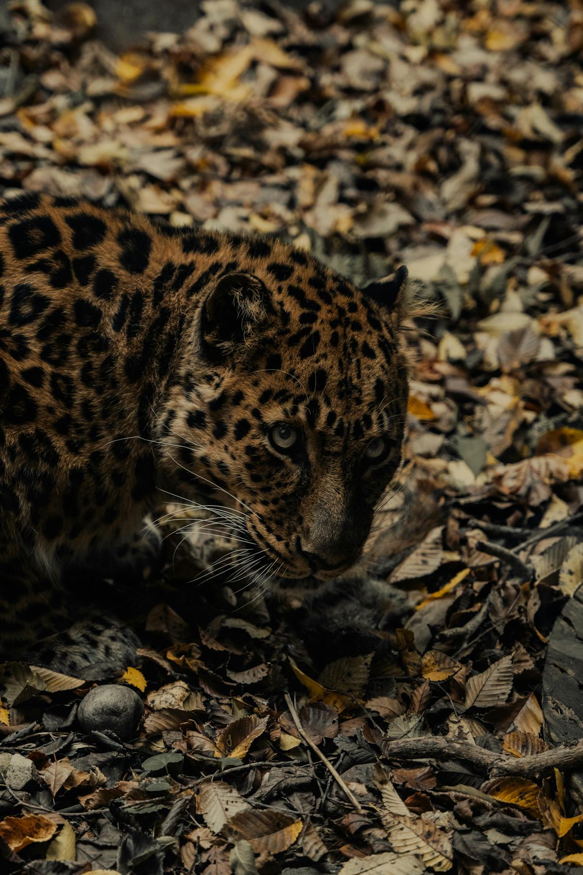 4k Leopard Desktop Wallpapers Photos, Download The BEST Free 4k Leopard ...