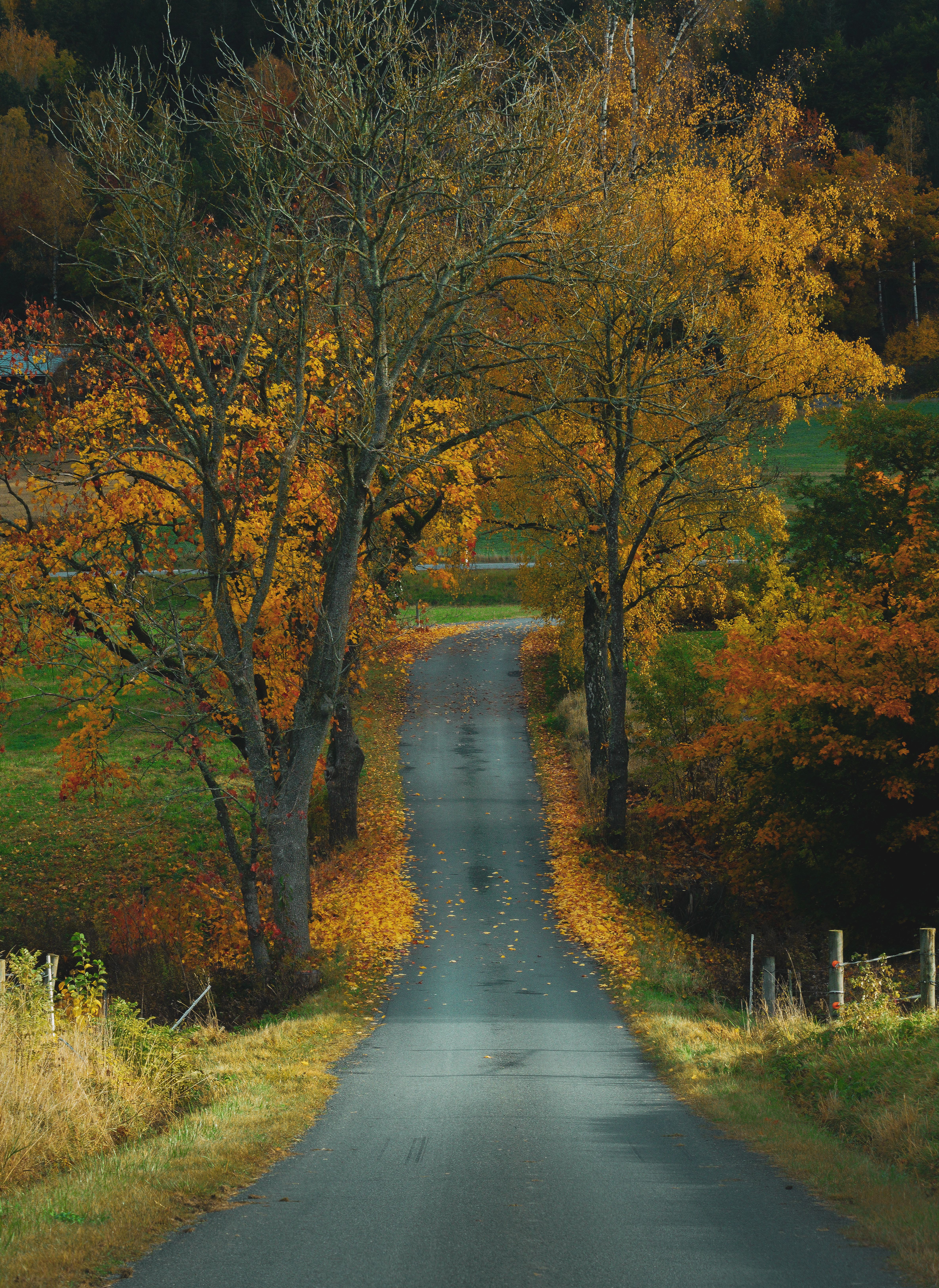 Scenic Autumn Road with Colorful Foliage · Free Stock Photo