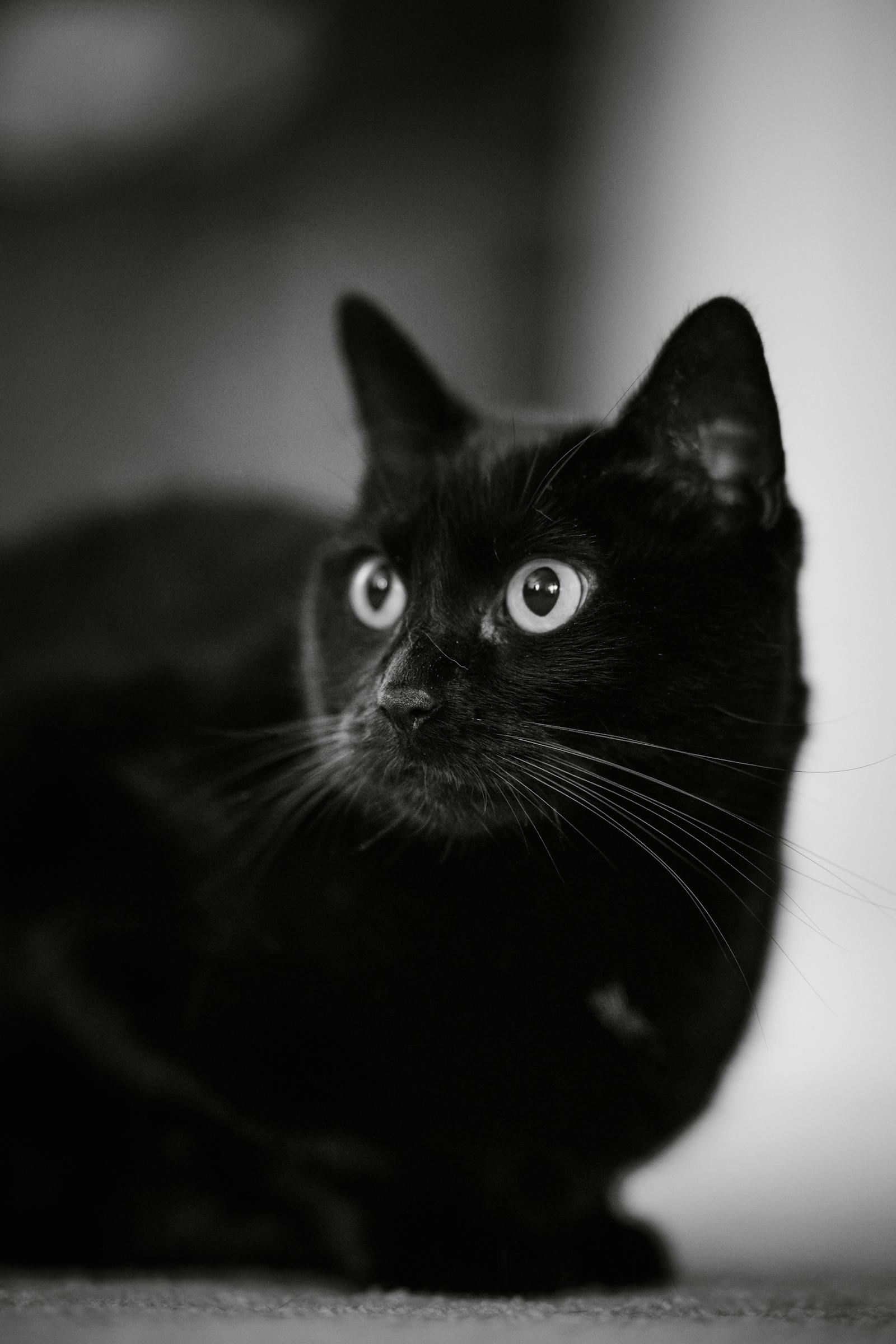 Cat Image Photos, Download The BEST Free Cat Image Stock Photos & HD Images