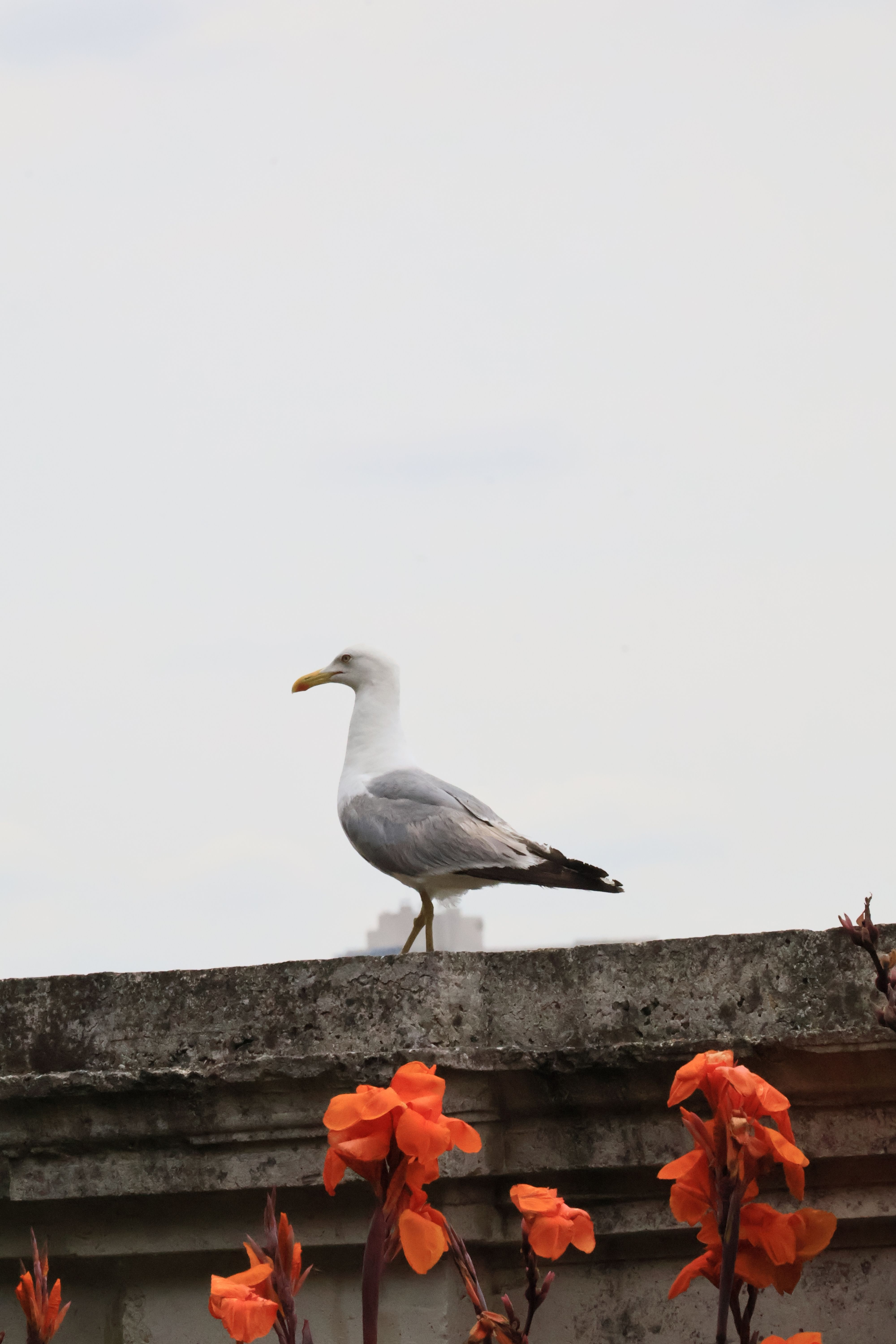Seagull on Stone Wall with Orange Flowers · Free Stock Photo