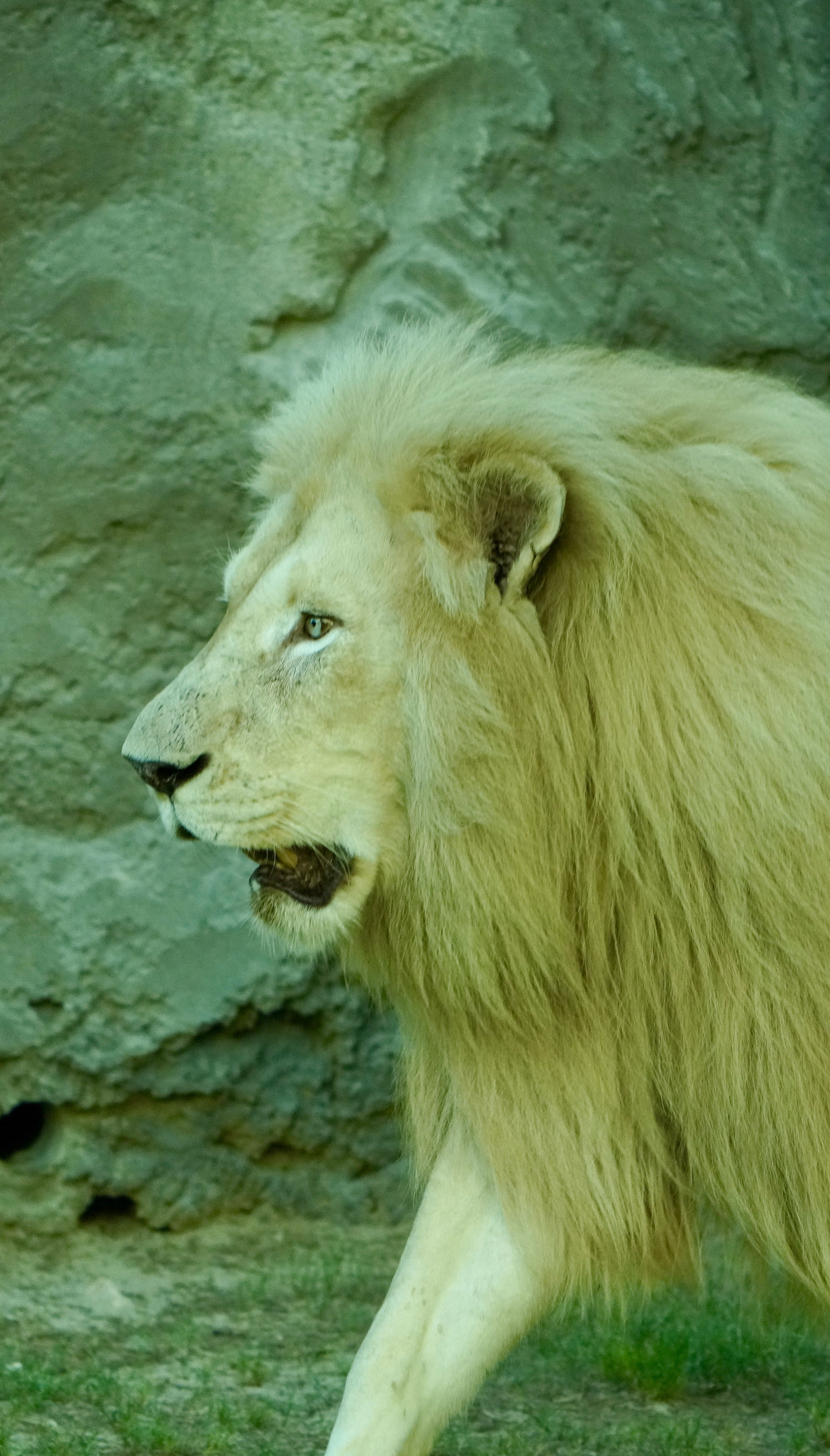 Majestic White Lion in Natural Habitat · Free Stock Photo