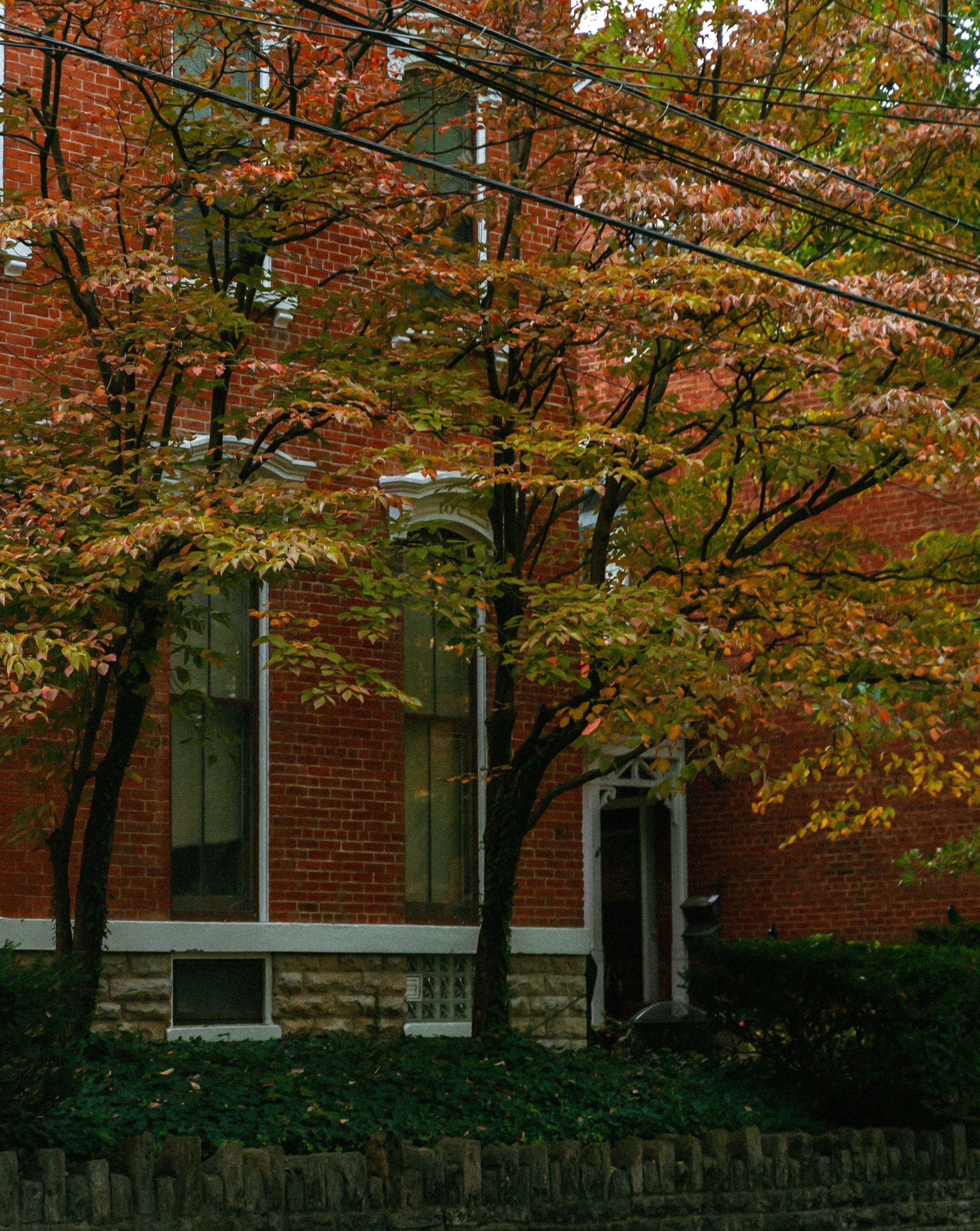 Cherry Blossoms at Mozart Hall in Spring · Free Stock Photo