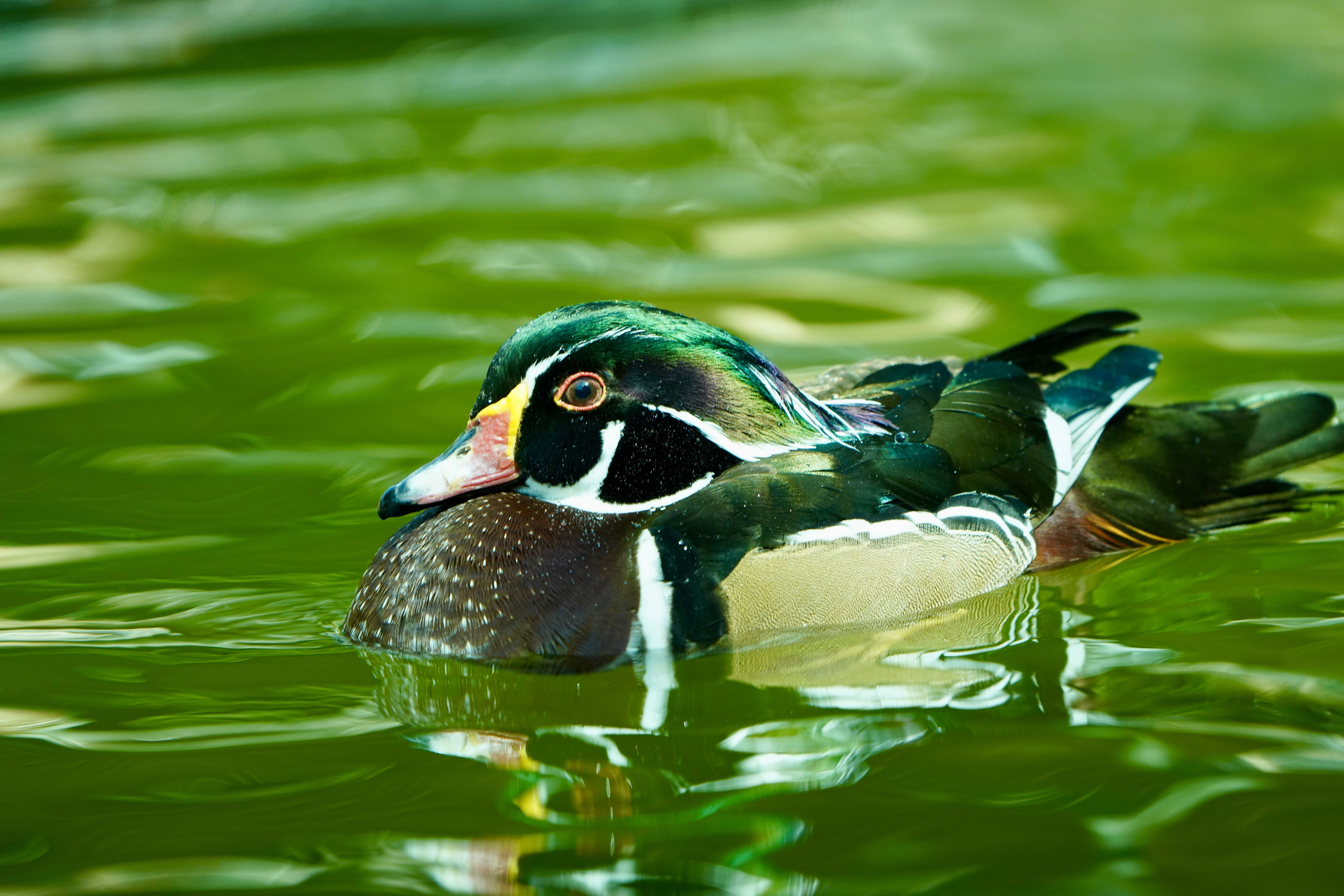 Colorful Wood Duck Swimming in Tranquil Waters · Free Stock Photo
