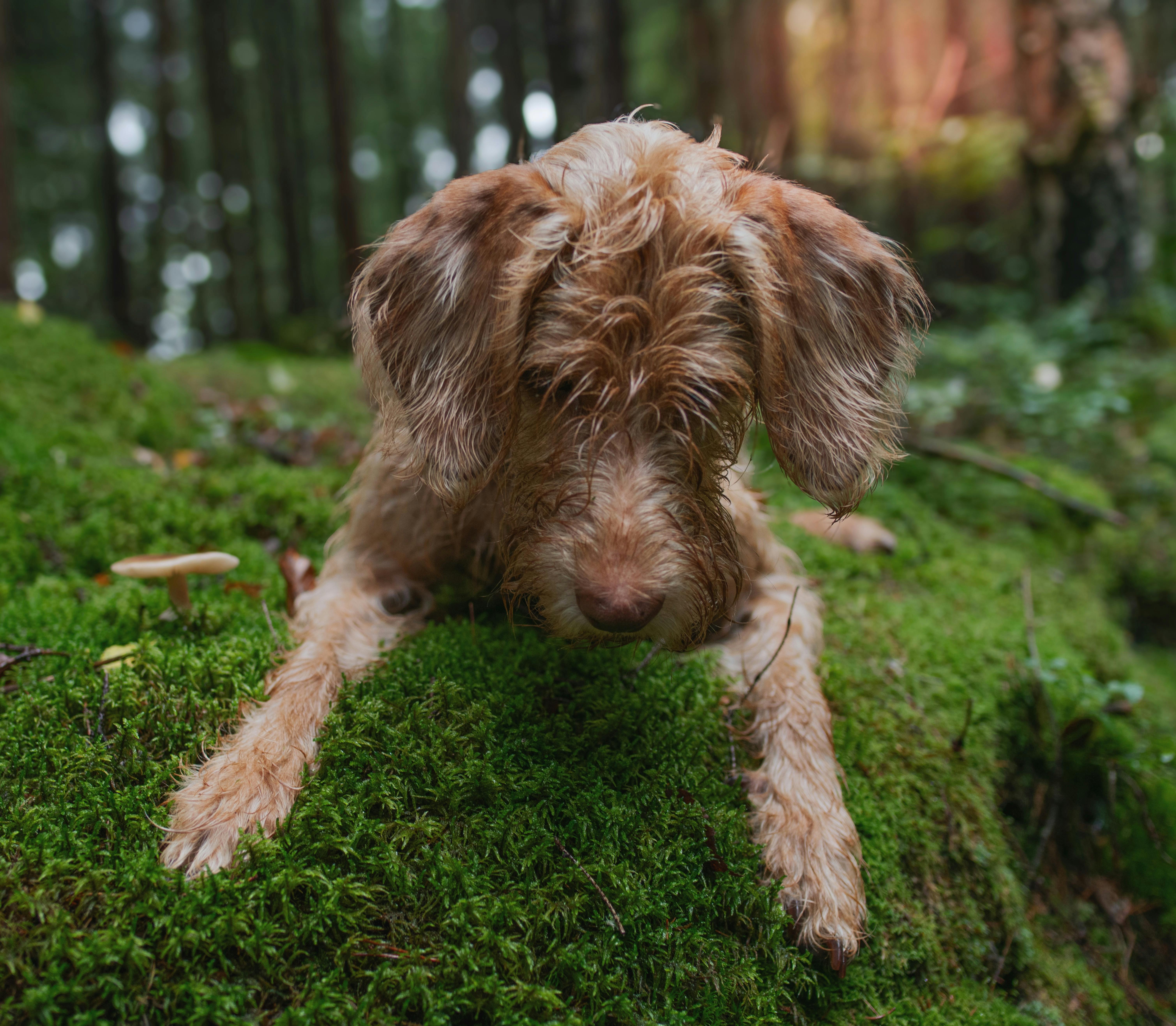 Curious Dog Exploring Lush Green Forest Floor · Free Stock Photo