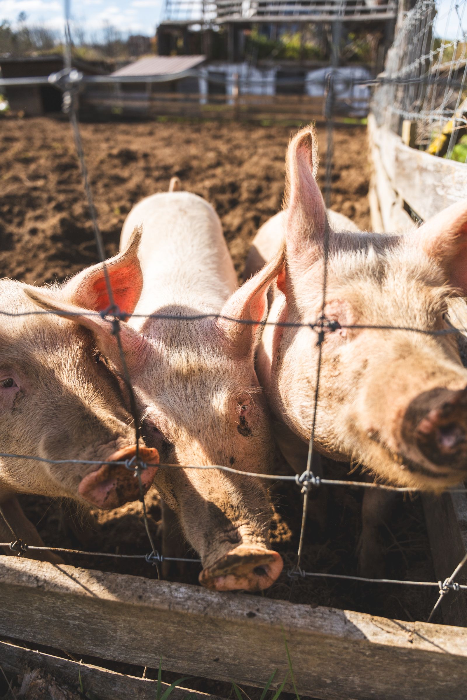 The Three Little Pigs Photos, Download The BEST Free The Three Little ...