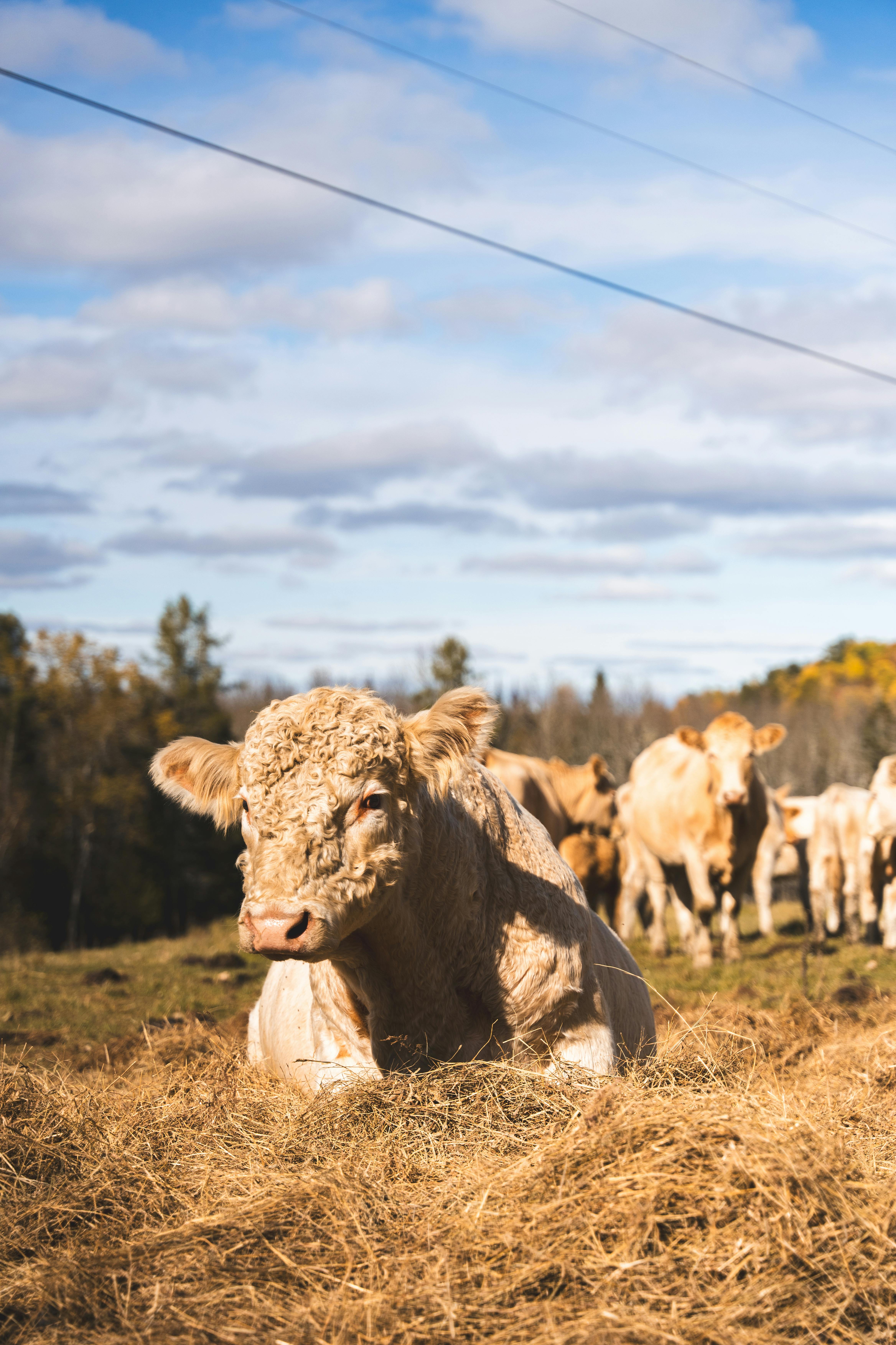 Serene Farm Scene with Grazing Cattle · Free Stock Photo