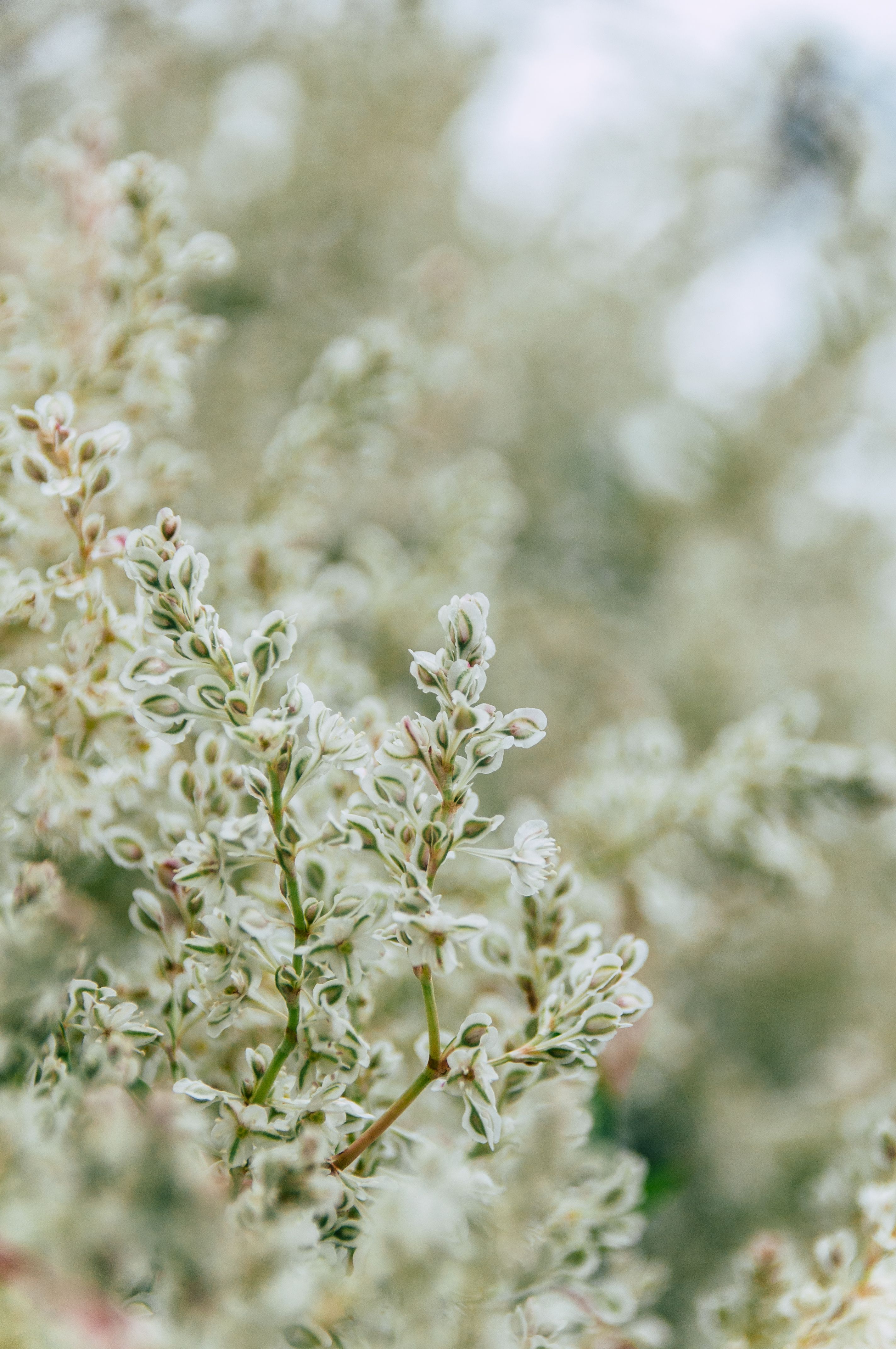 Close-up of Soft White Foliage with Natural Light · Free Stock Photo