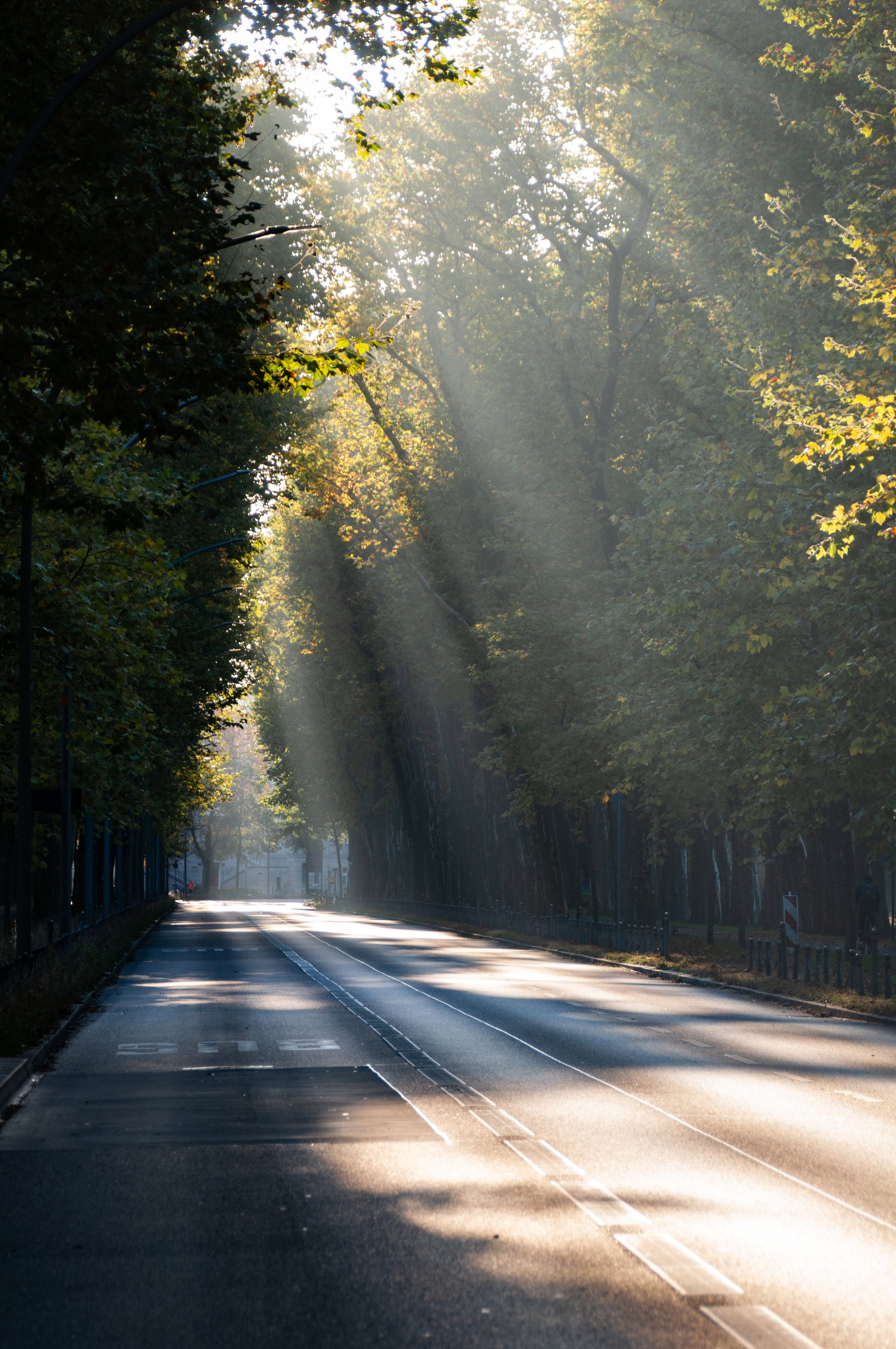 Sunlit Forest Road in Early Morning Light · Free Stock Photo