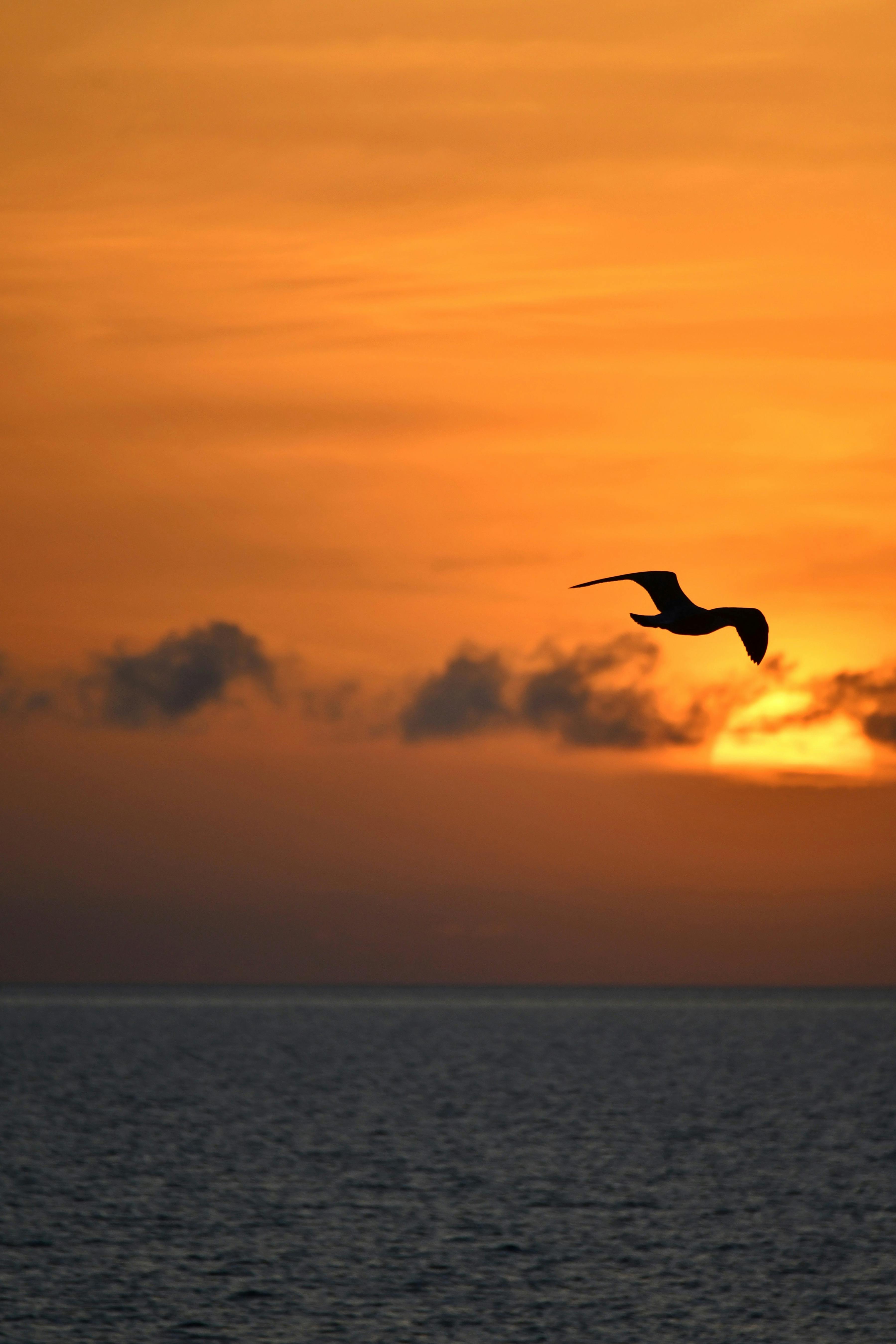 Horizon Bird Photos, Download The BEST Free Horizon Bird Stock Photos ...