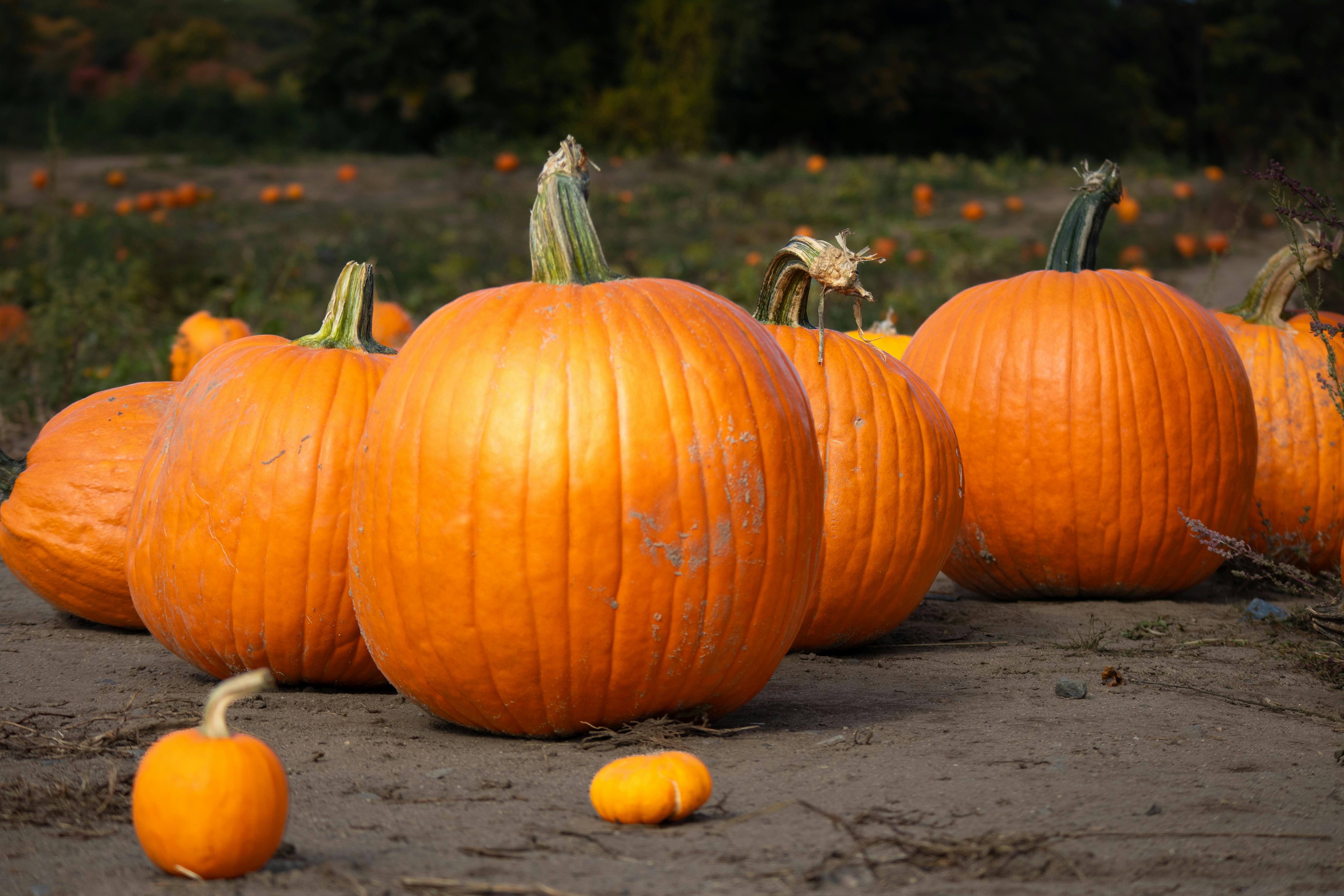 Close-up of Large Orange Pumpkins in a Field · Free Stock Photo