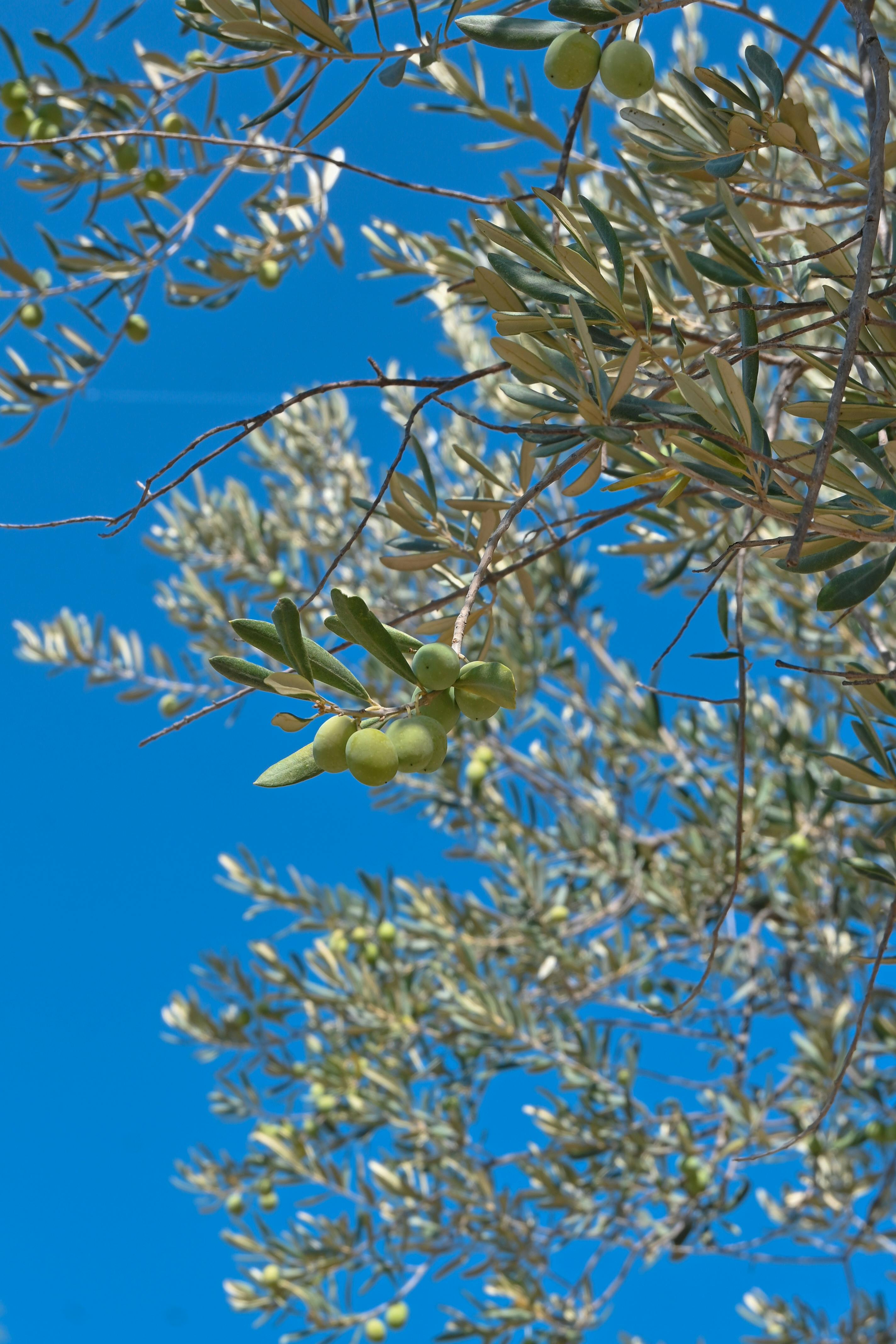 Fresh Green Olives on Tree Against Clear Sky · Free Stock Photo